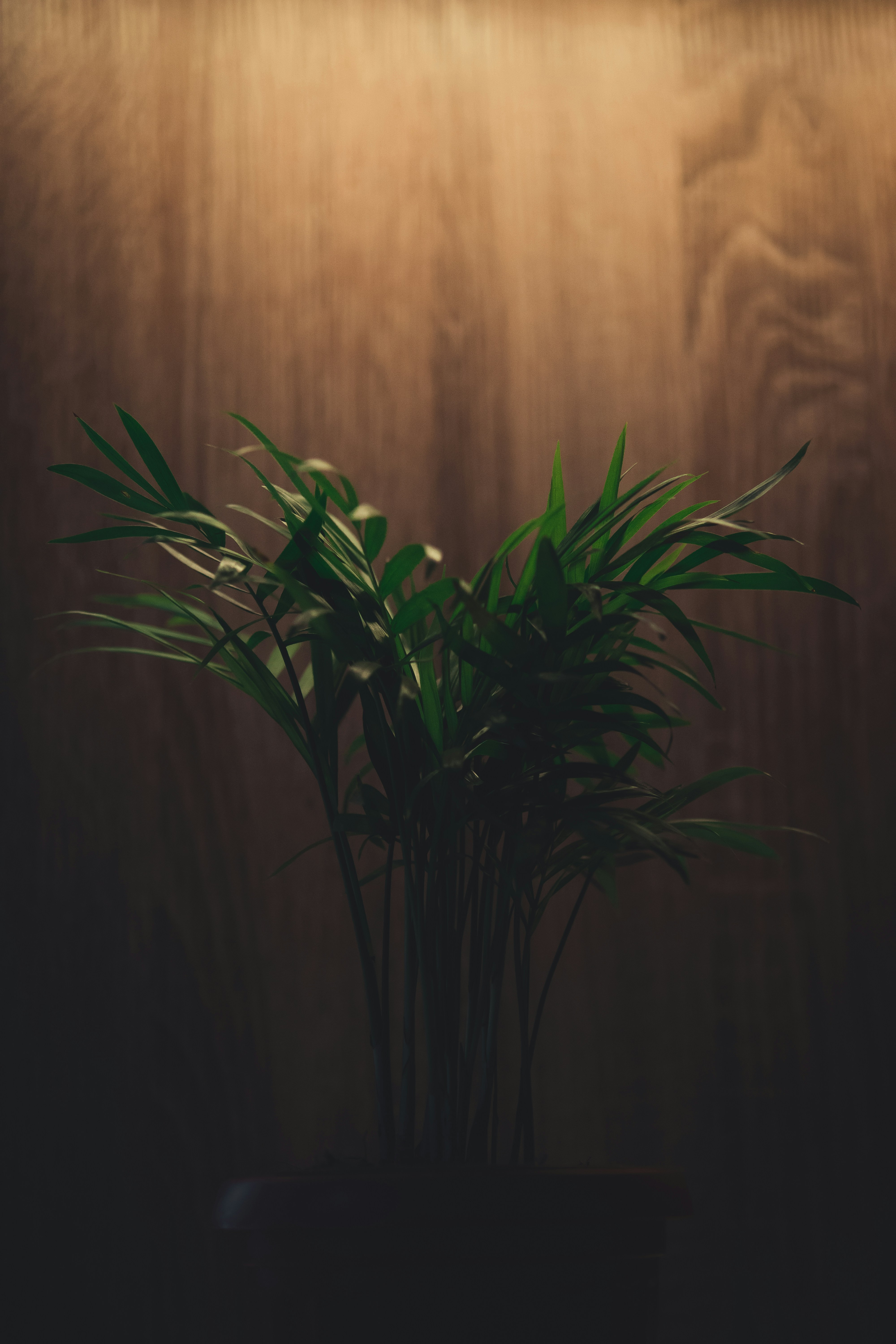 A lush green plant stands against a softly illuminated wooden background, creating a serene atmosphere.