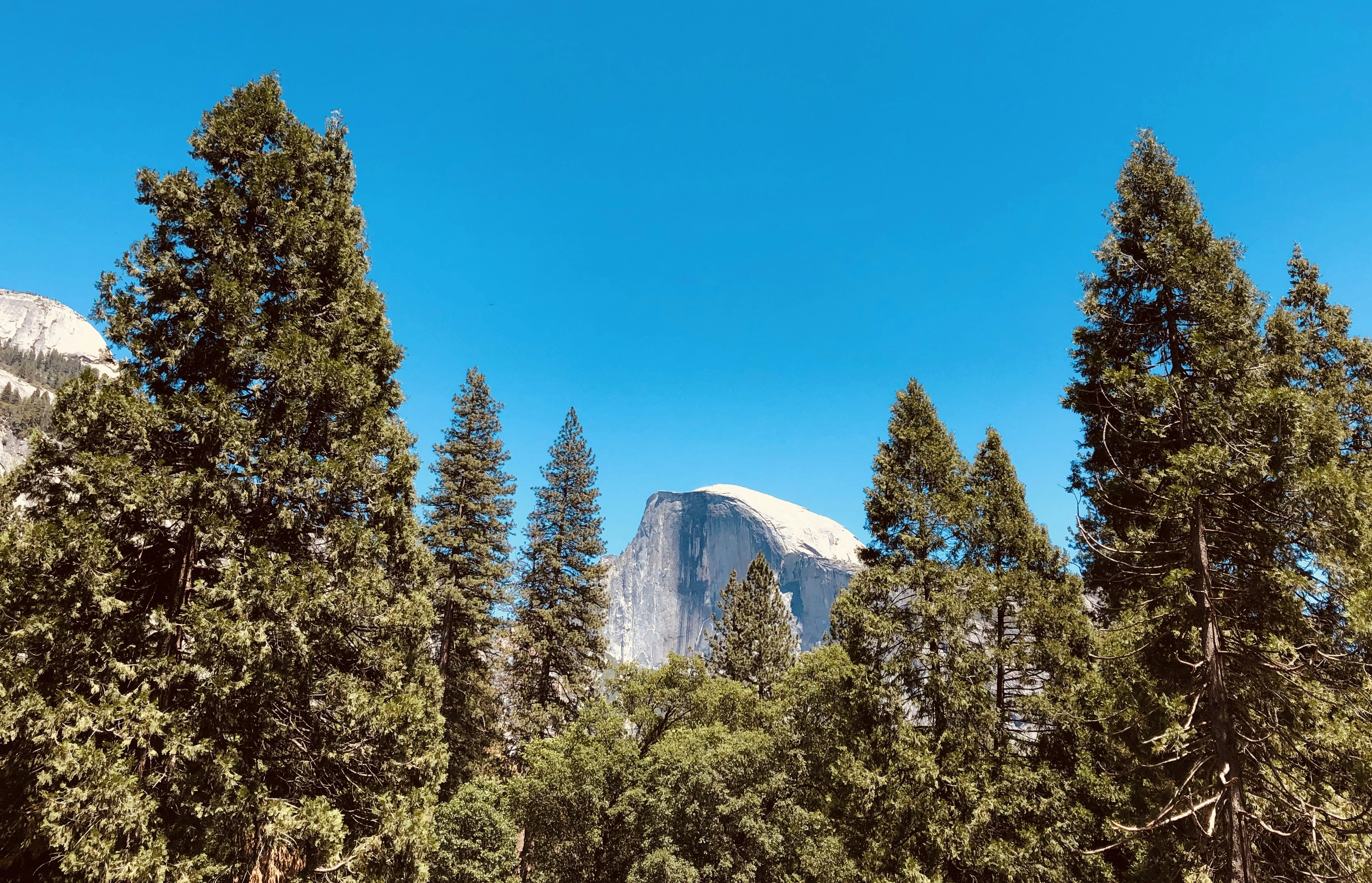 Tall pine trees under blue sky photo – Free Blue Image on Unsplash