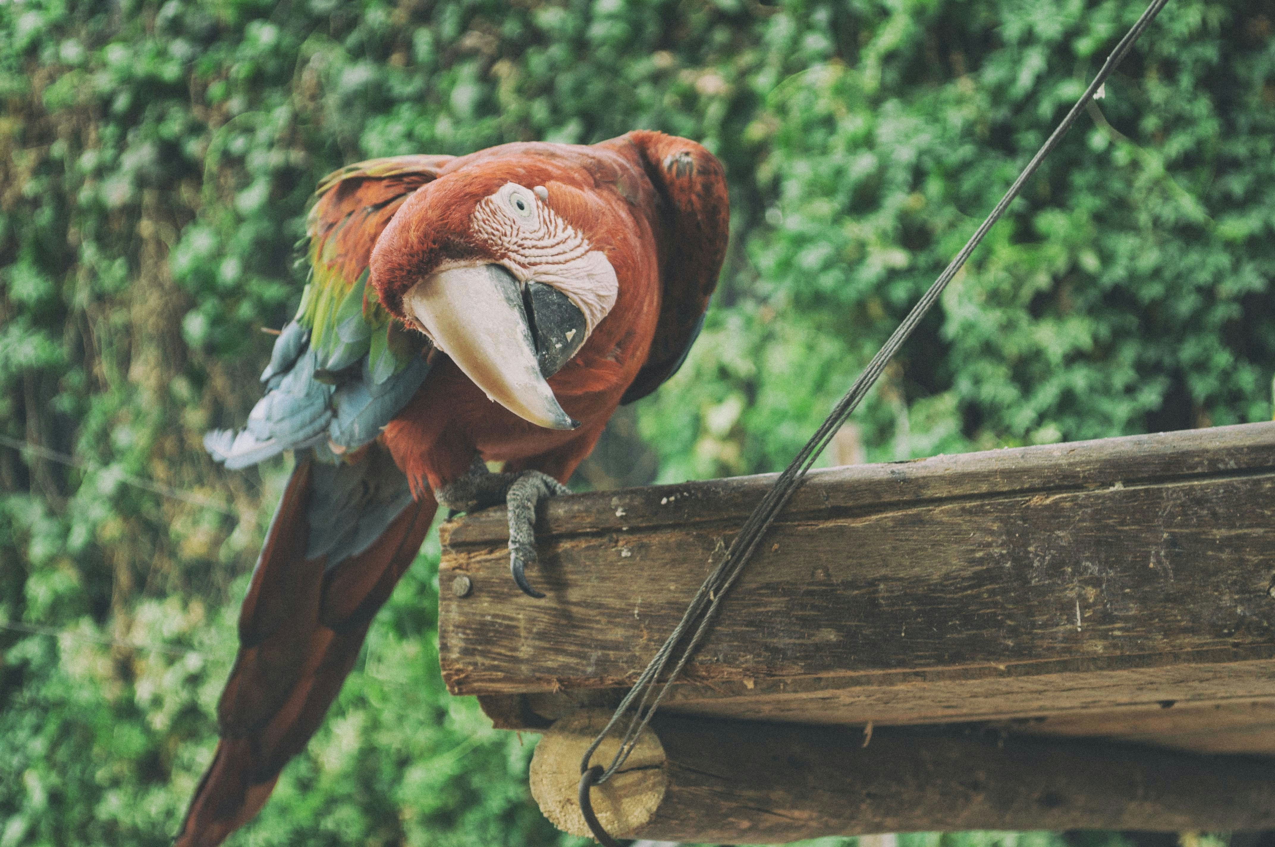 Crimson Macaw on a Weathered Beam: Color Burst Against Verdant Backdrop