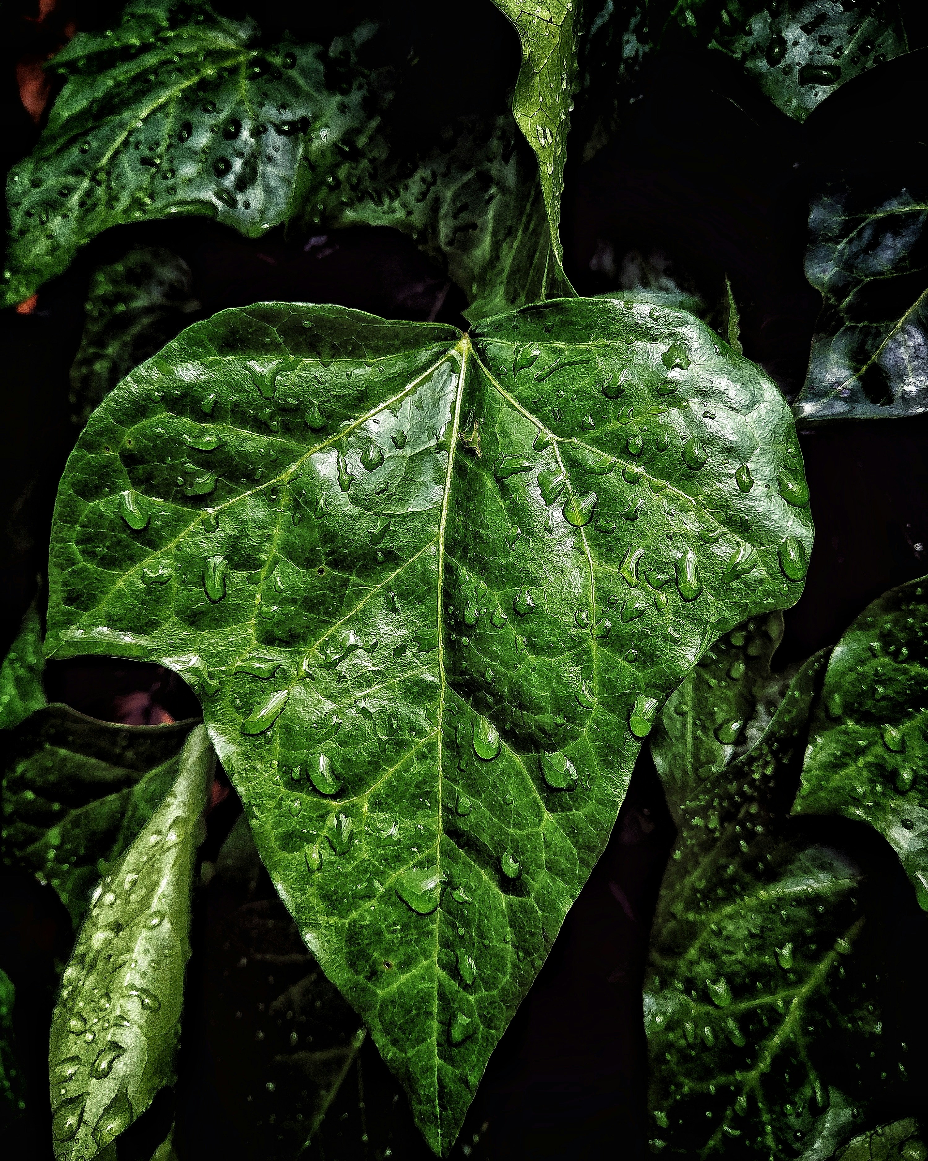 Macro photograph of a rain-kissed green leaf with prominent veins and scattered water droplets.