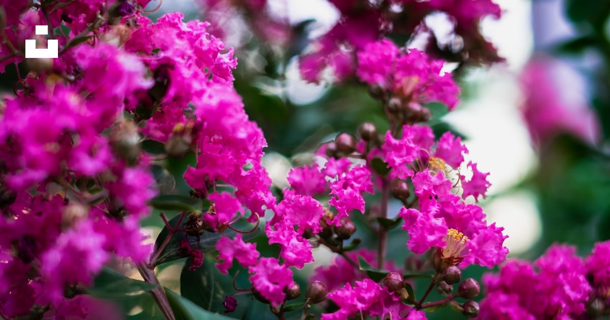 Foto Planta De Hojas Verdes Con Flores Rosadas Imagen Planta Gratis