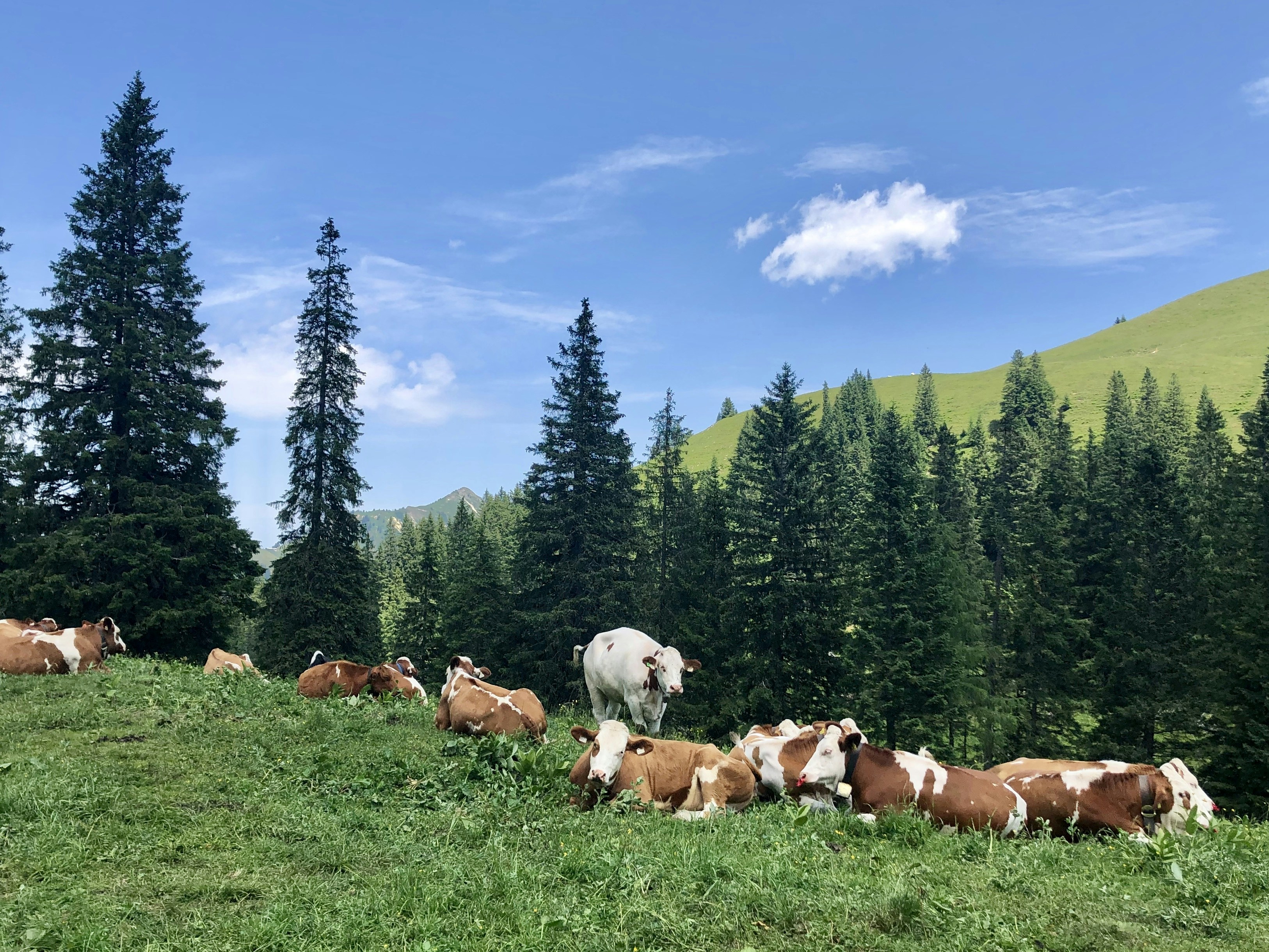 brown and white cattle on green grass field during daytime