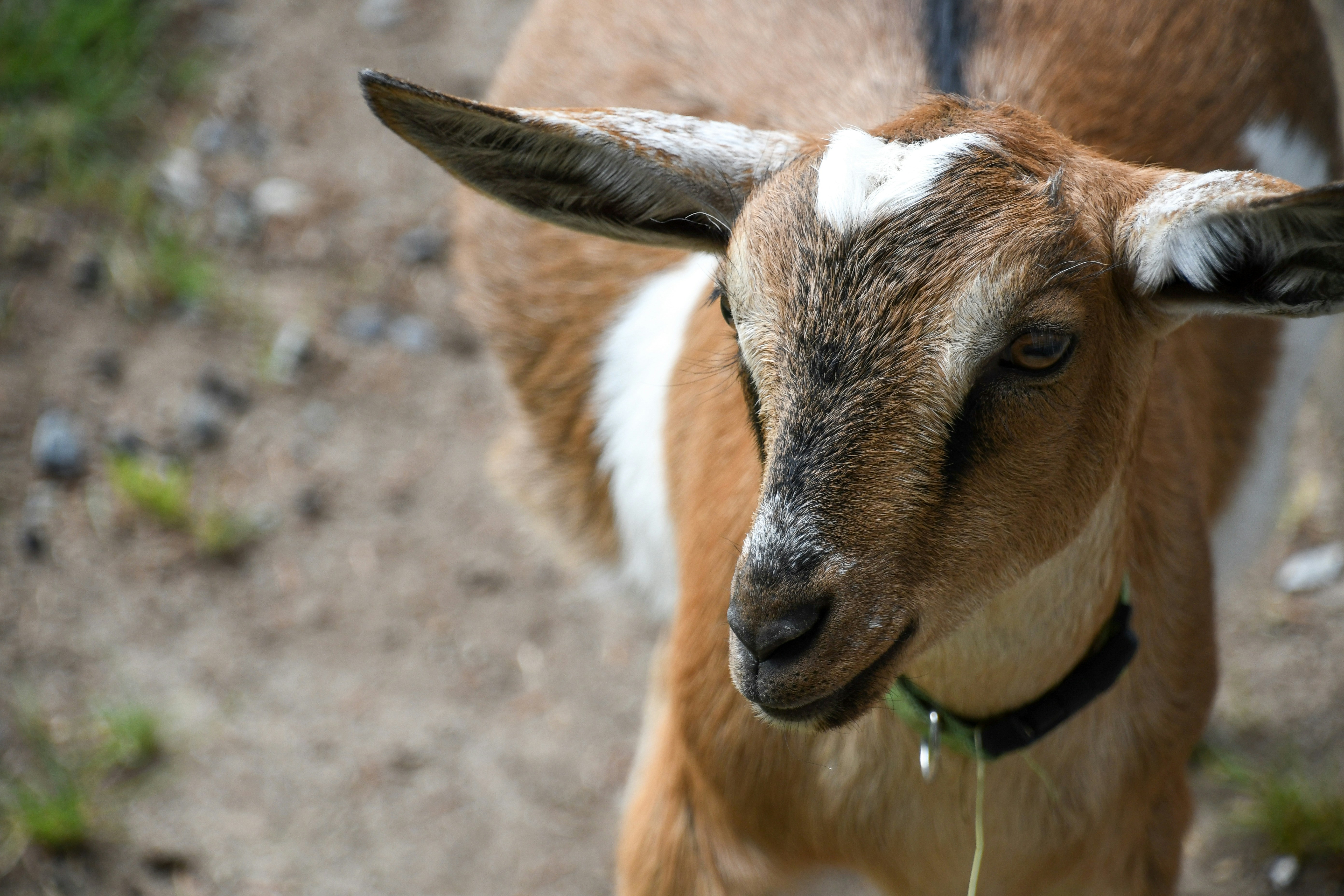 Goat Facts | 26 best free goat, animal, mammal and wildlife photos on ...