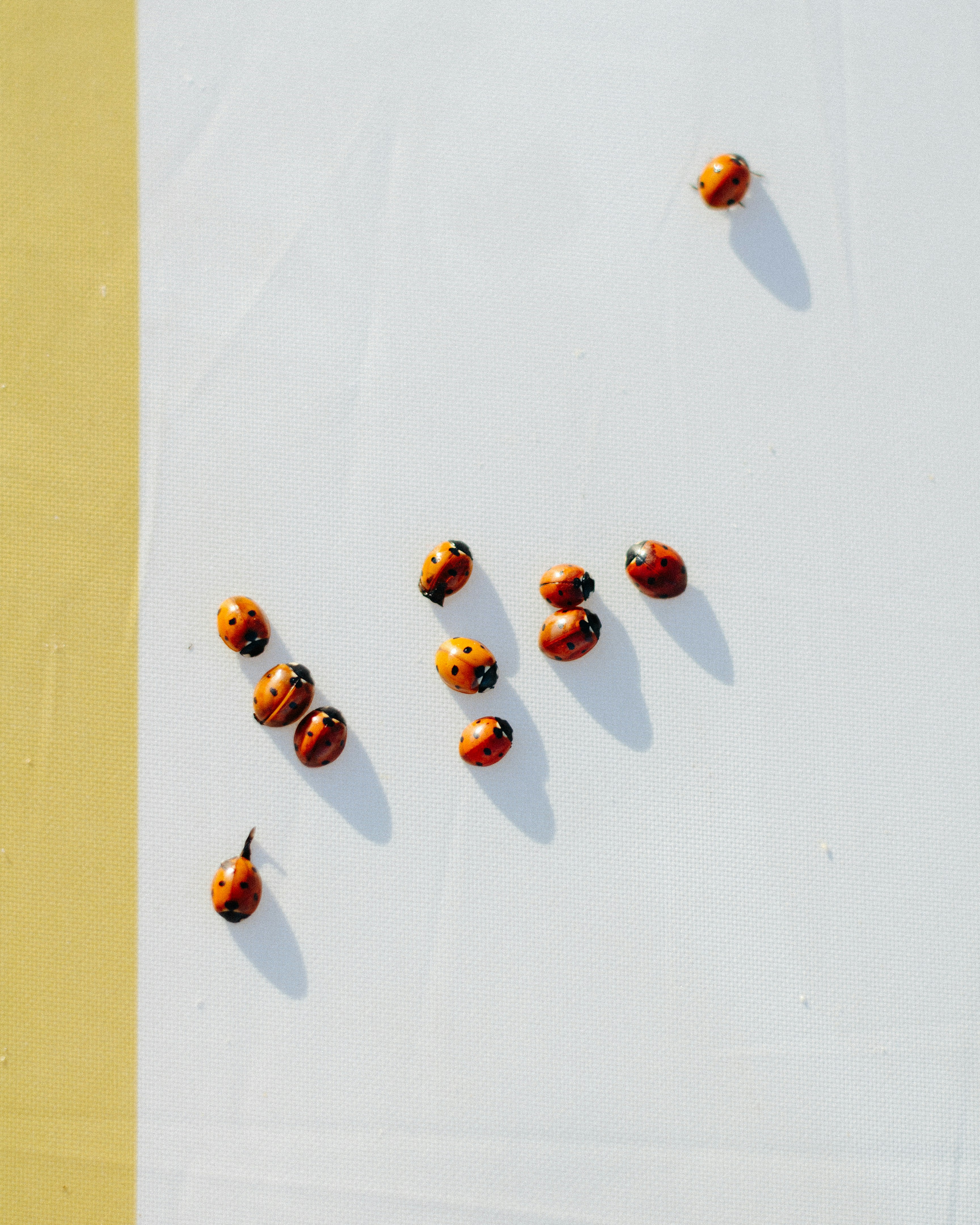 orange and black ladybugs