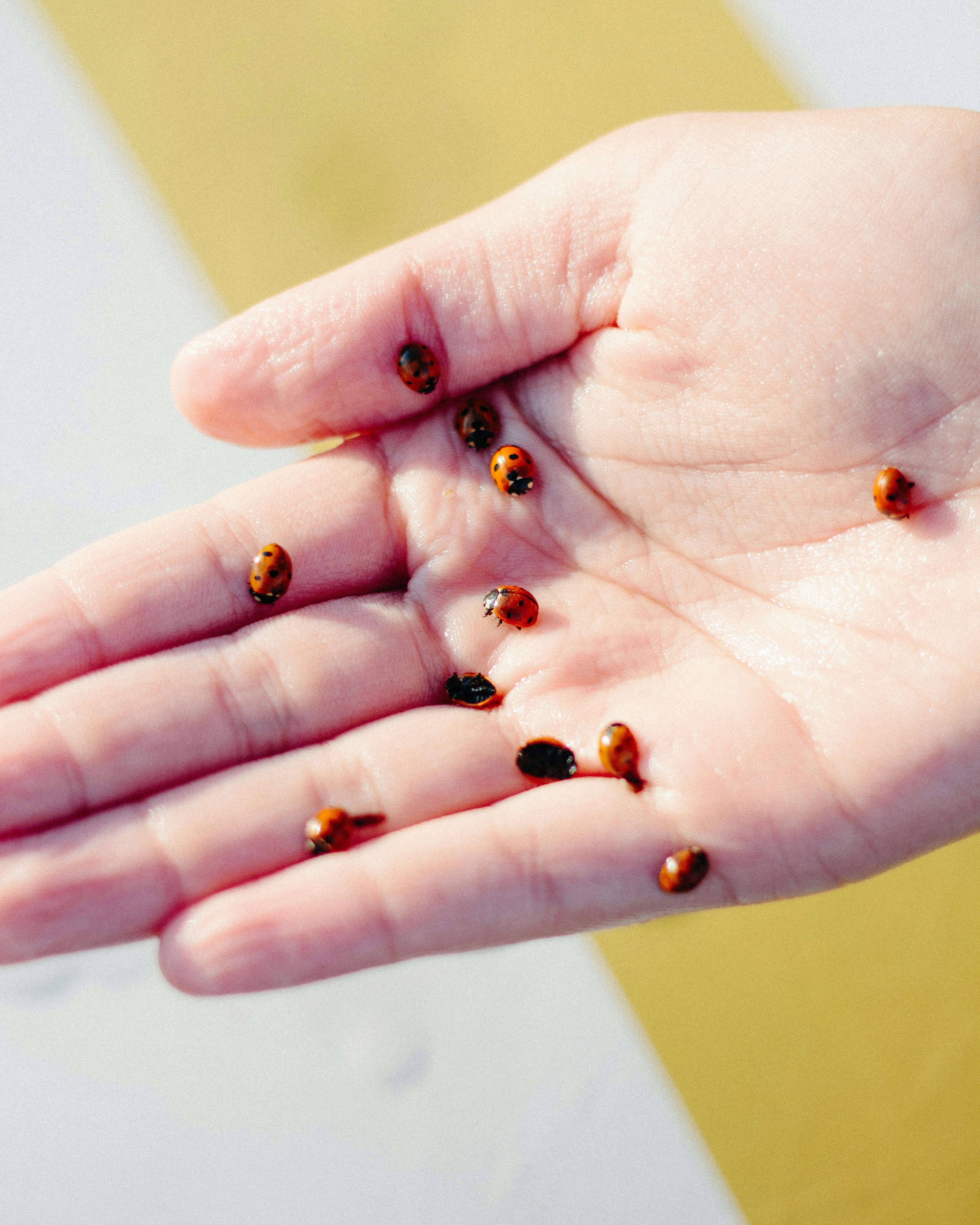 Small lady bugs photo – Free Human Image on Unsplash