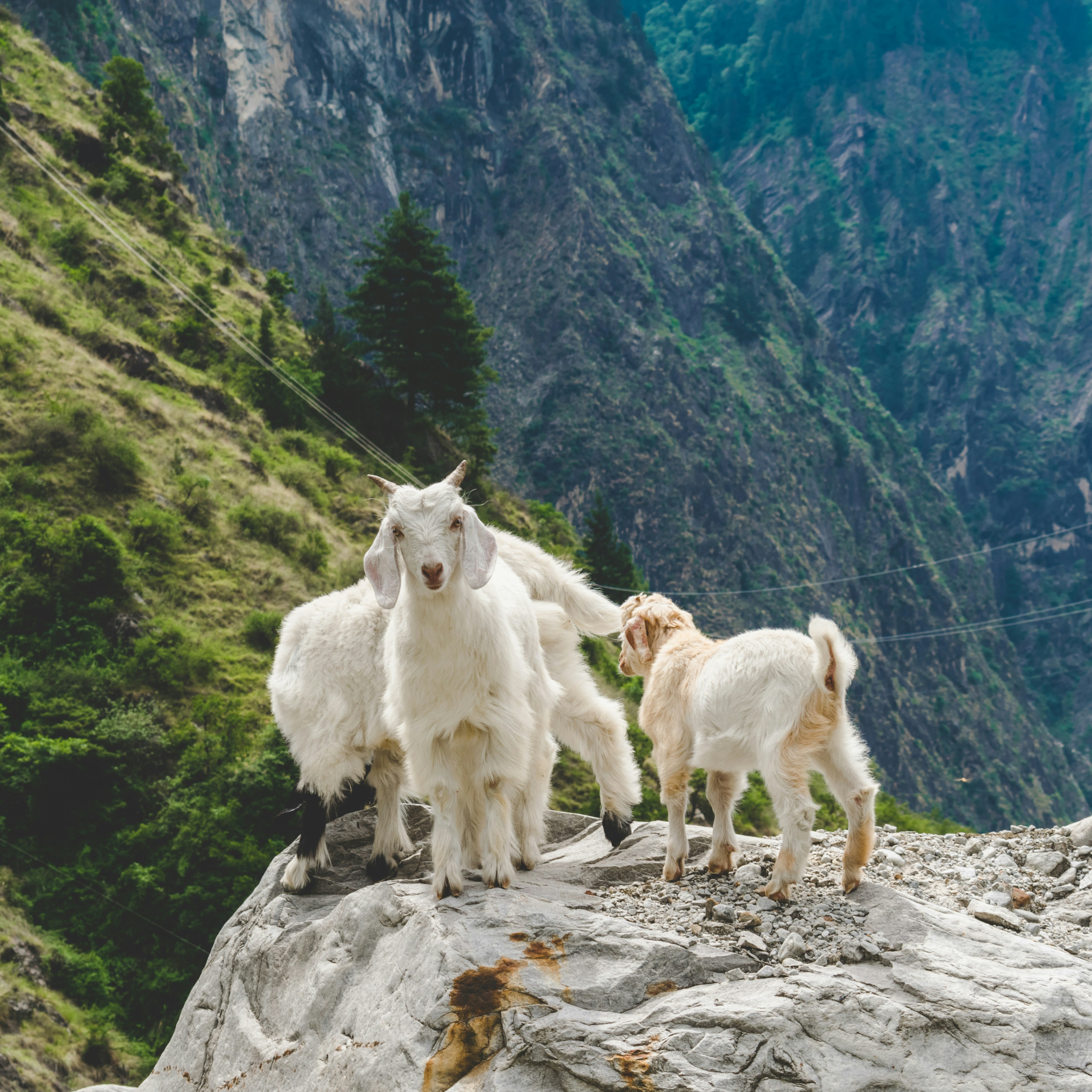 Three goats perched on a rocky ledge, surrounded by lush greenery and steep cliffs, showcasing their natural habitat.