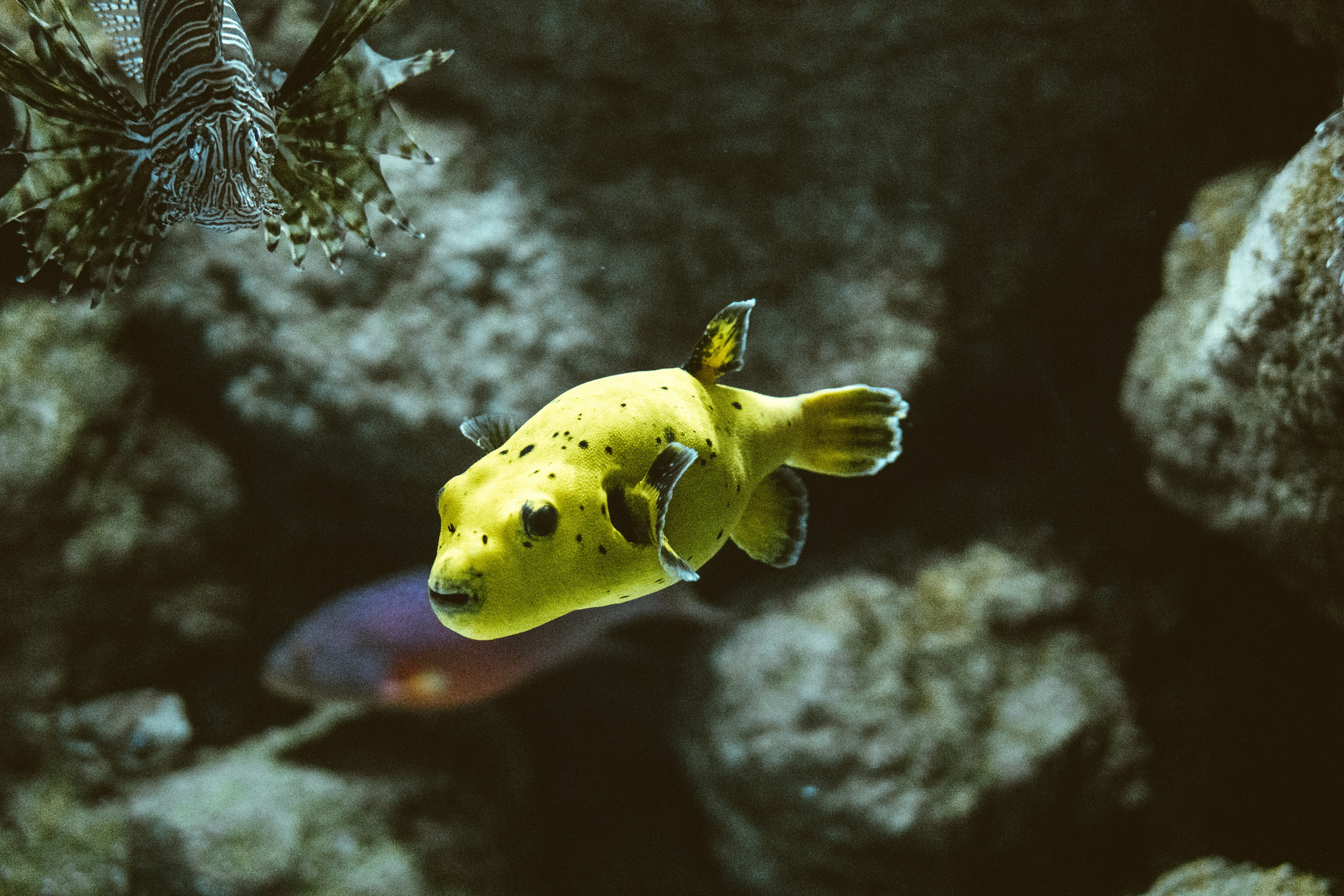 Foto Fotografía de primer plano de peces amarillos y negros – Imagen ...