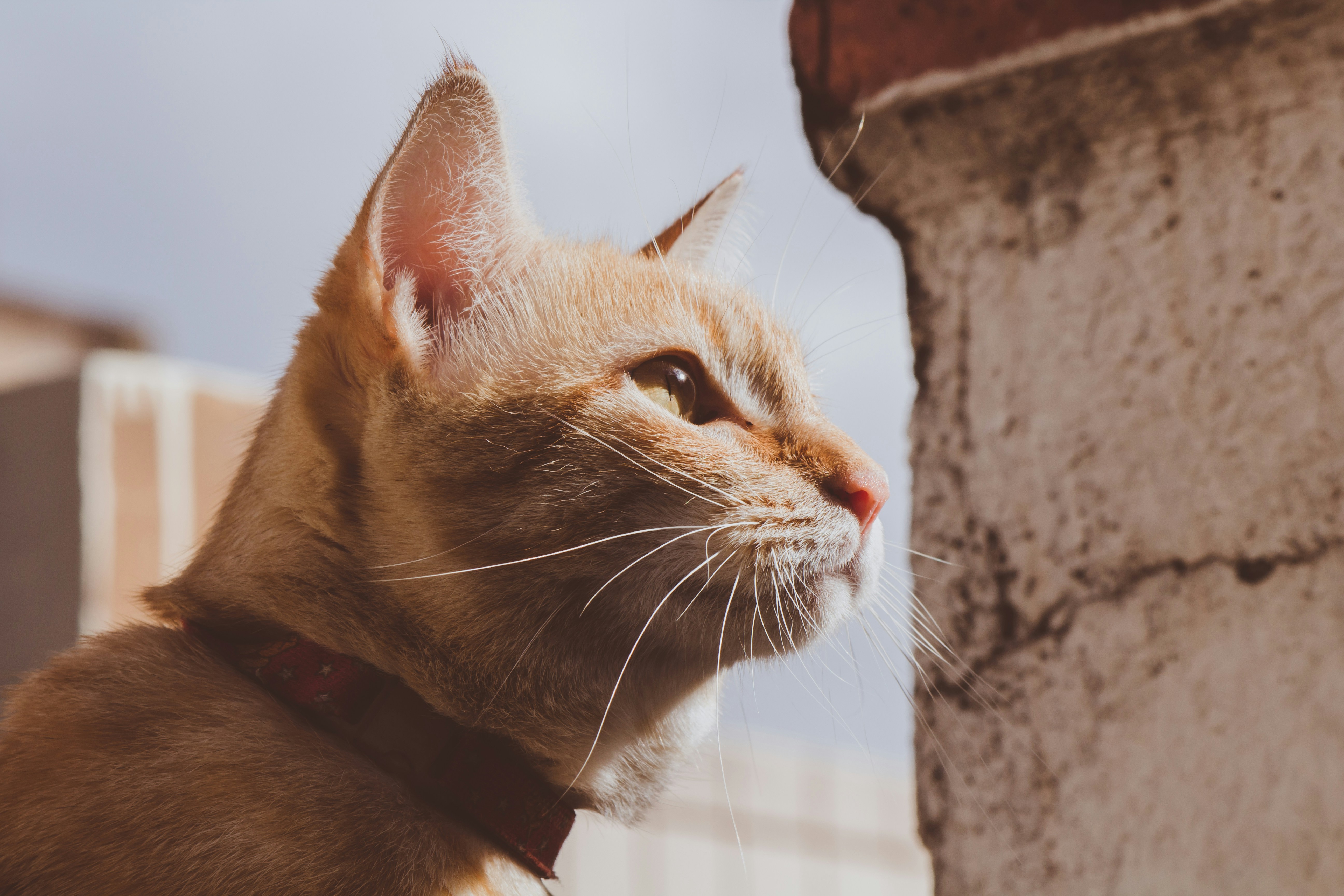 Orange tabby cat facing right side photo – Free Brazil Image on Unsplash