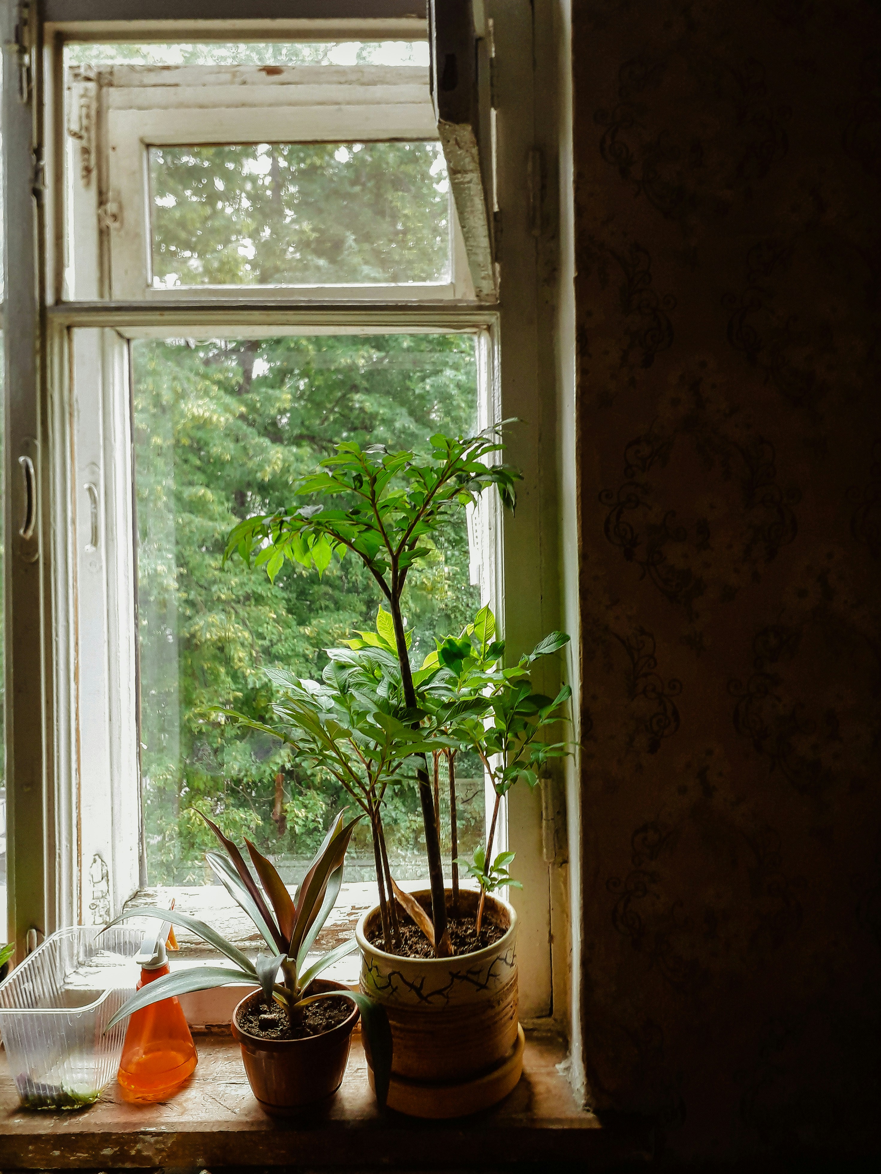 Indoor plants basking in natural light by an open window, framed by a lush green backdrop. The scene conveys a sense of tranquility and connection to nature.