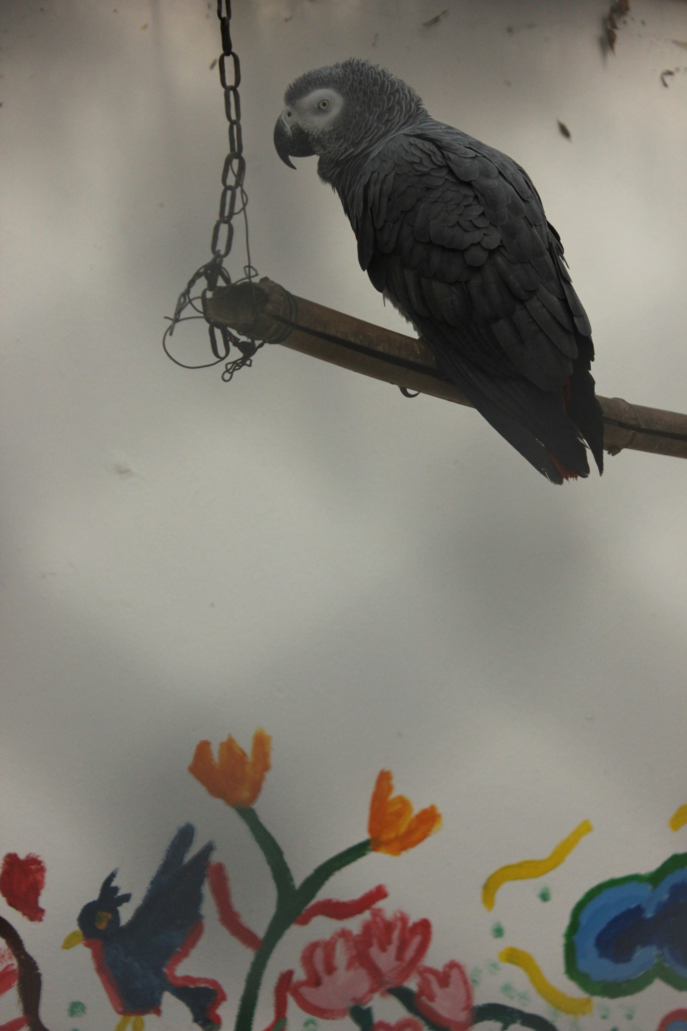 Grey parrot perched on a wooden branch against a vibrant, hand-painted mural of flowers and birds.