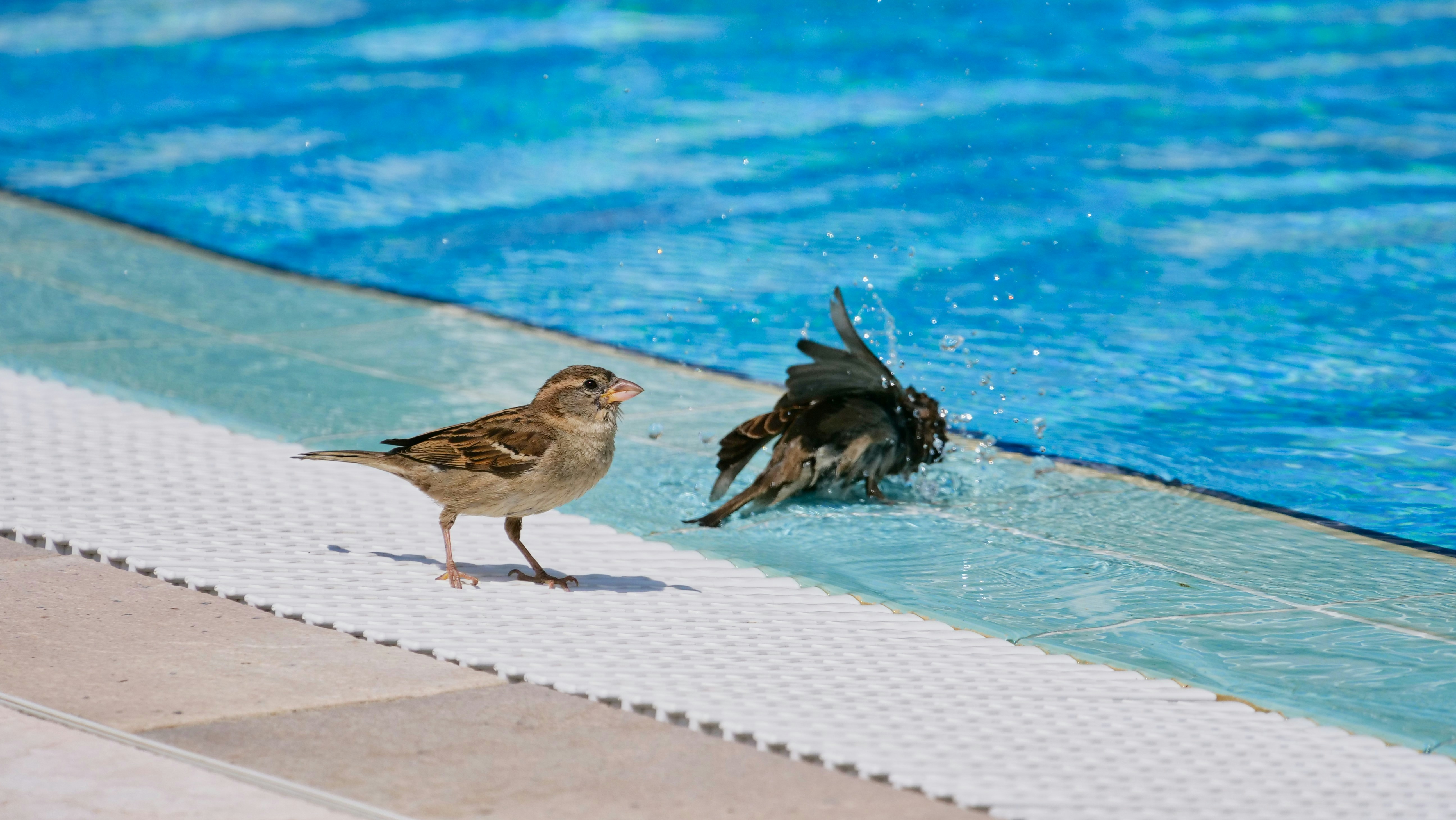 Two tiny shorebirds by a pool’s edge, one mid-splash