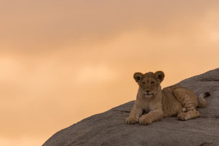 Lion Cub at Dusk: Resting on Granite