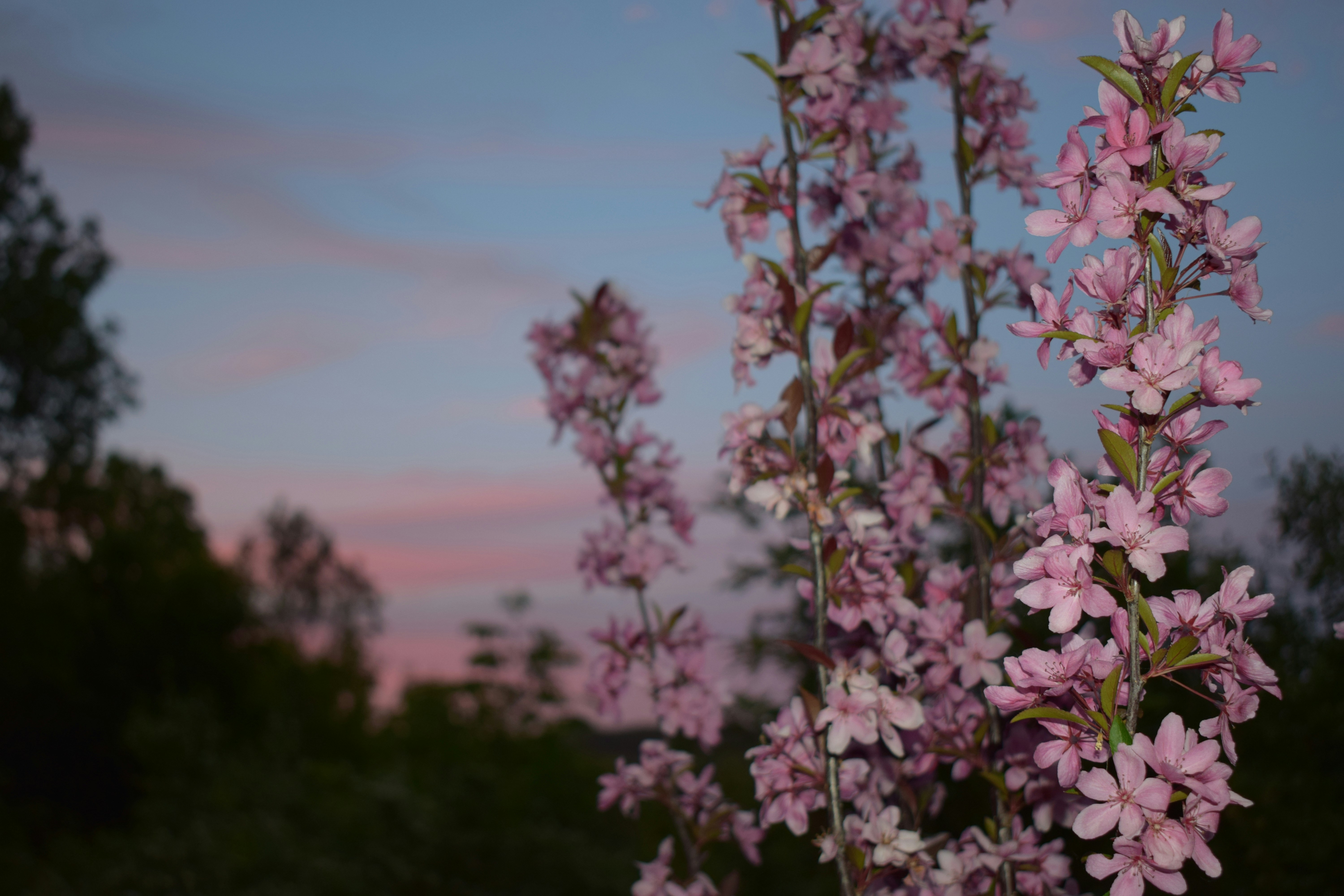 Blush flowers against the coral sunset.