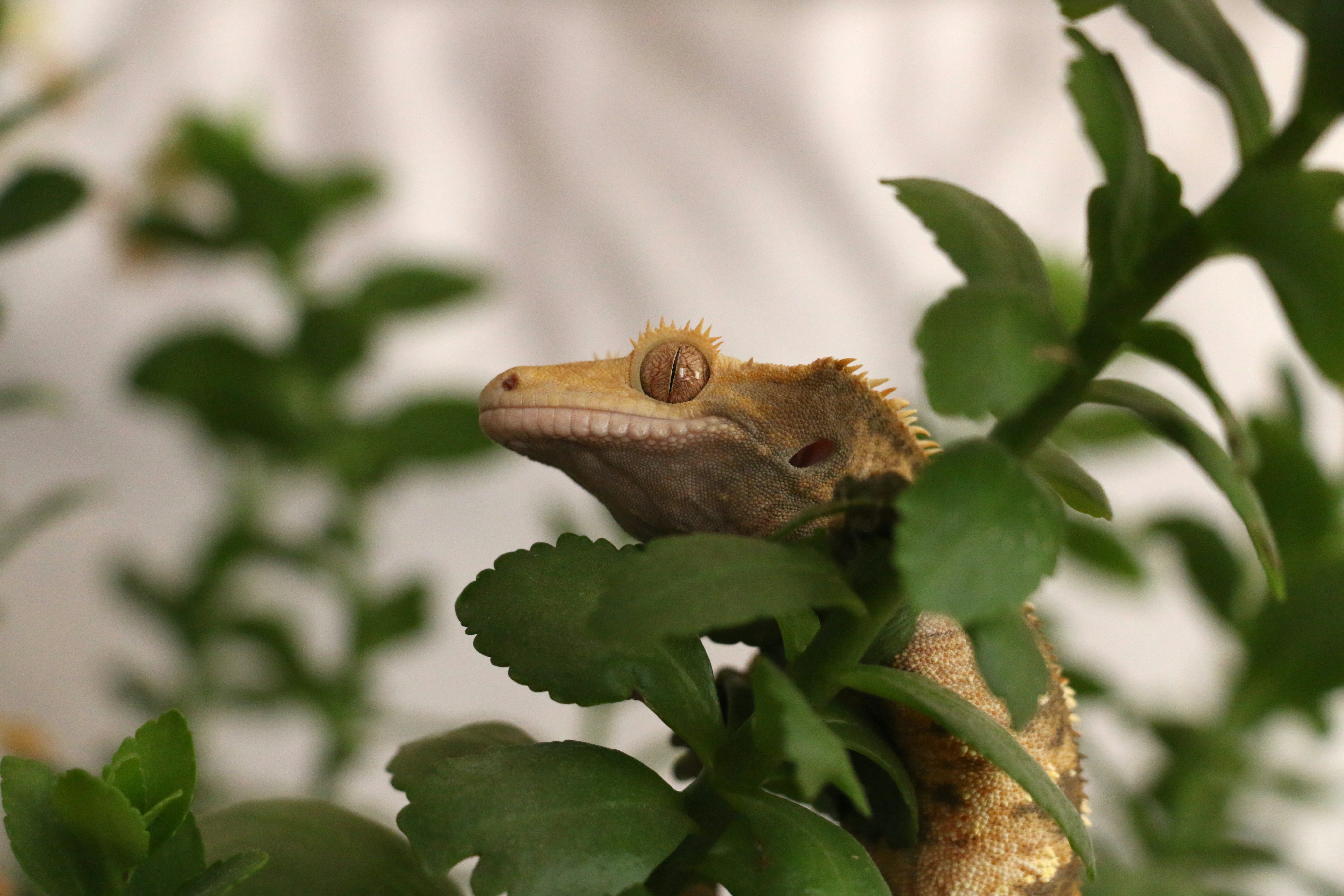 A gecko peering through lush green foliage, showcasing its intricate textures and unique features. The image captures the essence of its natural habitat.