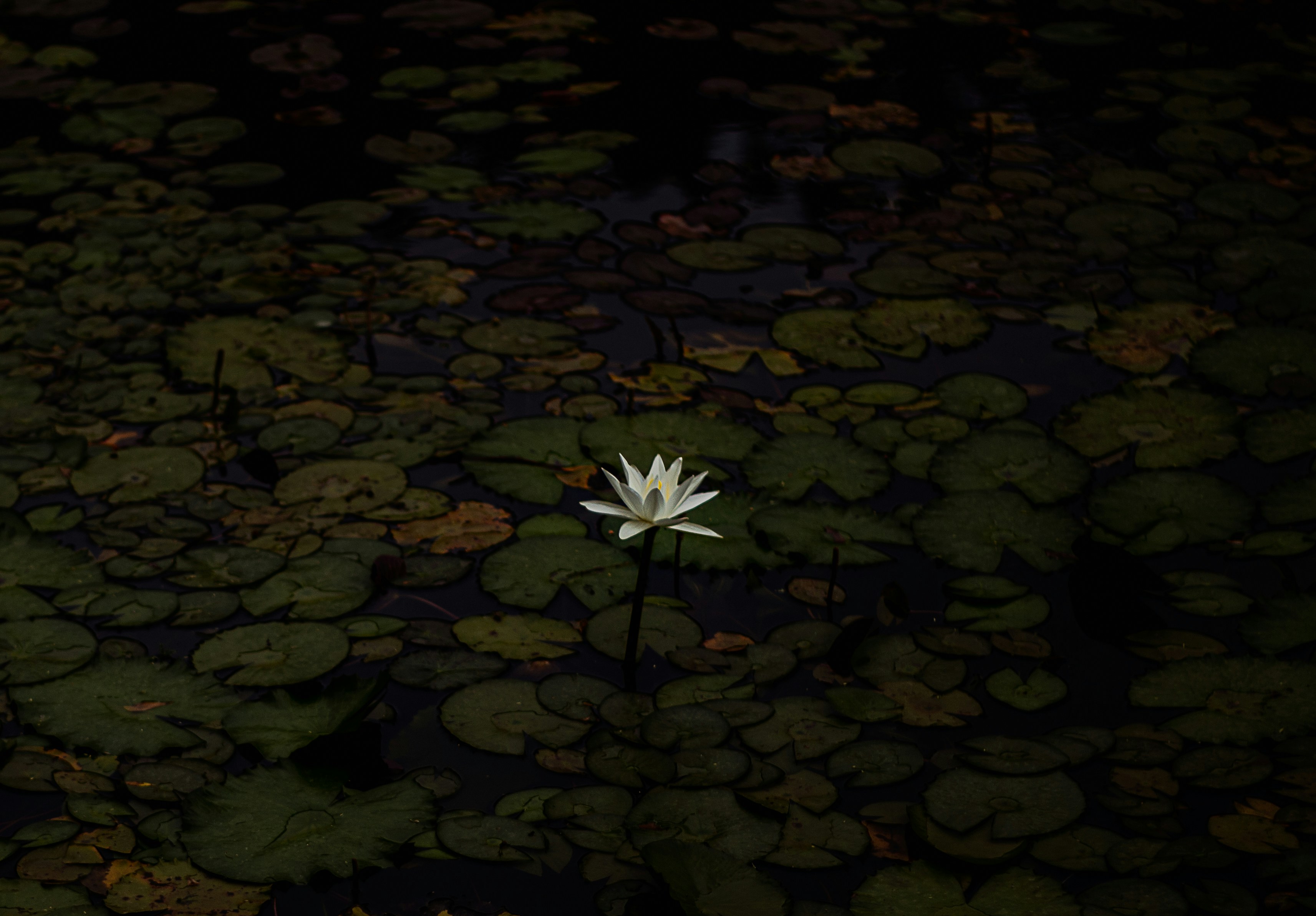 Solitary White Bloom Above the Darkened Lily Pad Sea