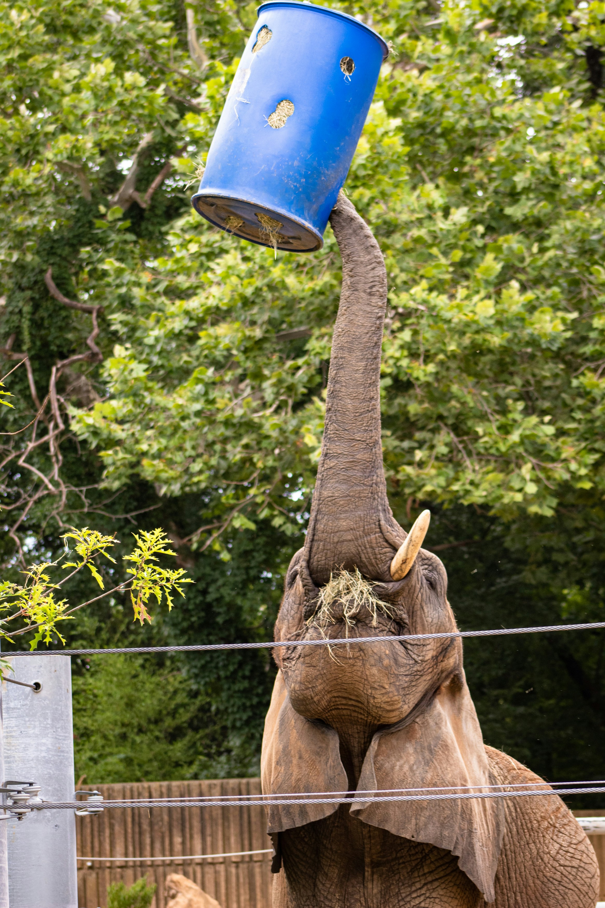 An elephant reaches up into a barrel for some hay.
