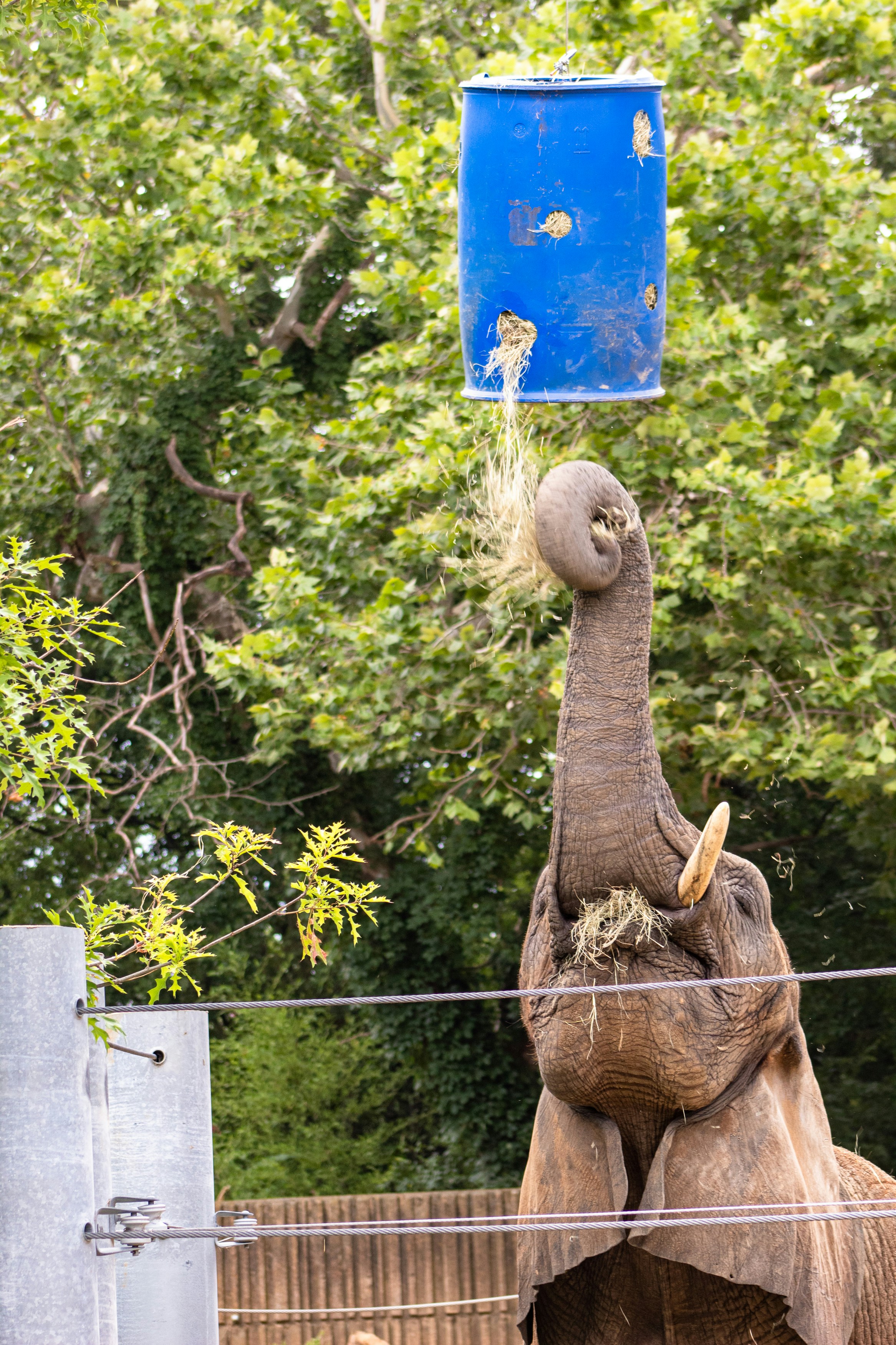 Barrel of Resilience: An Elephant Reaches for a Blue Sky Barrel