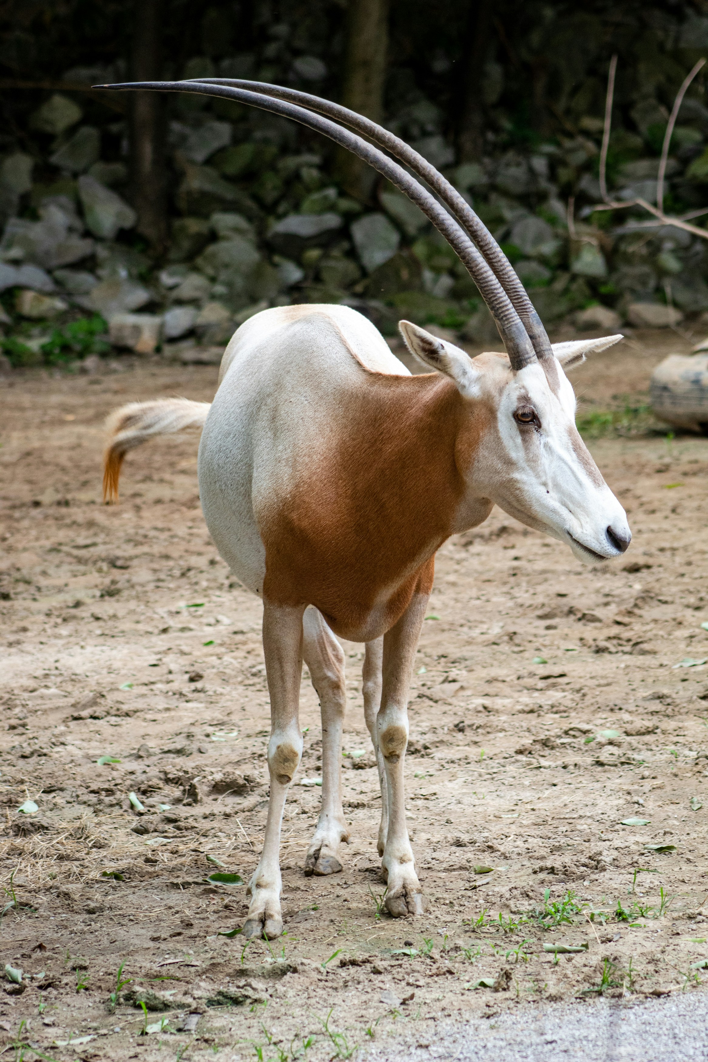 Arabian Oryx standing in a natural habitat, showcasing its distinctive long horns and elegant posture.