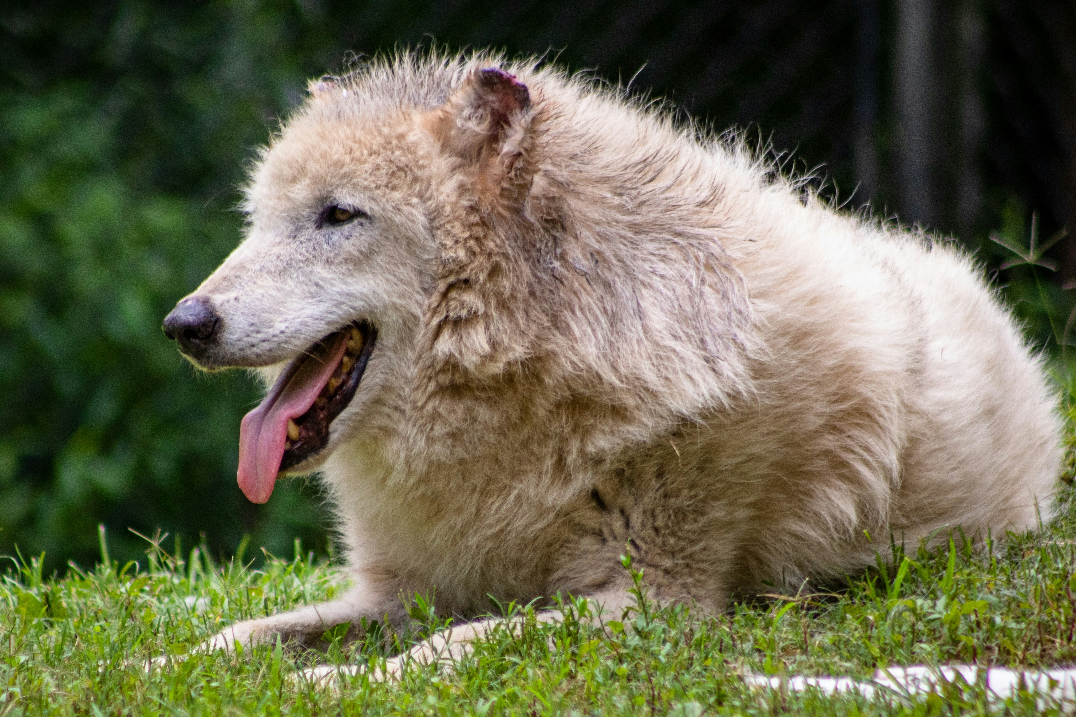 Cream-Colored Canine in a Meadow: Tongue-Lolling Rest Amid Greenery