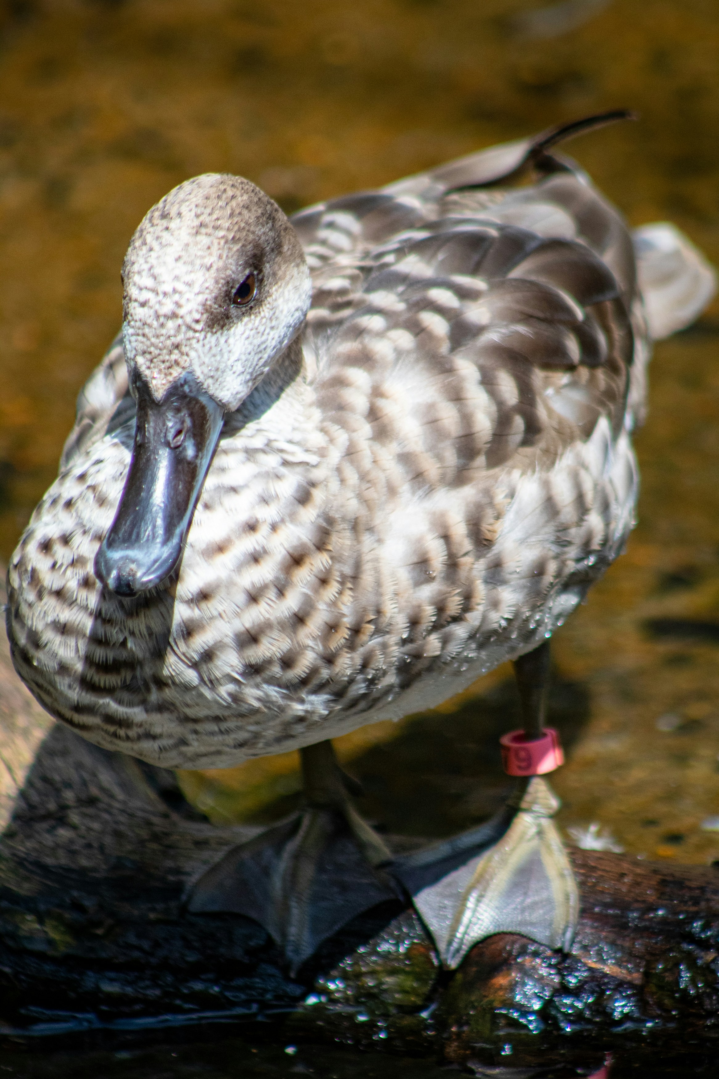 Sunlit Watcher: A Speckled Duck Perched on a Mossy Log
