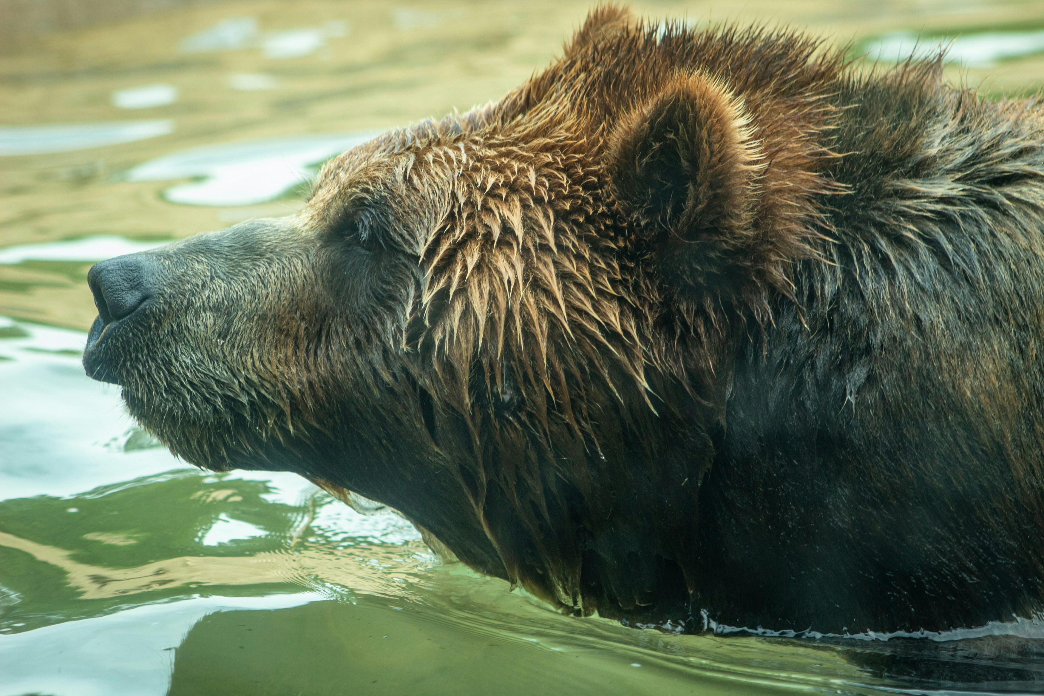 750+ Grizzly Bear Pictures [HQ] | Download Free Images on Unsplash