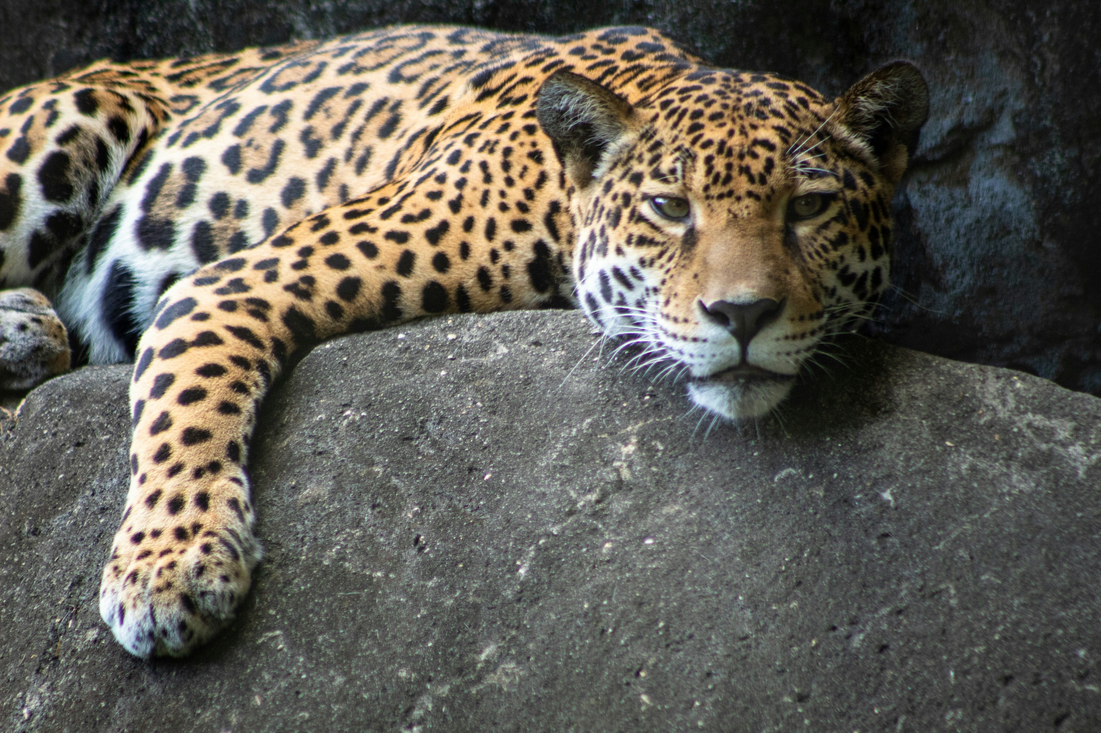 Leopard lying on black rock photo – Free Memphis zoo Image on Unsplash