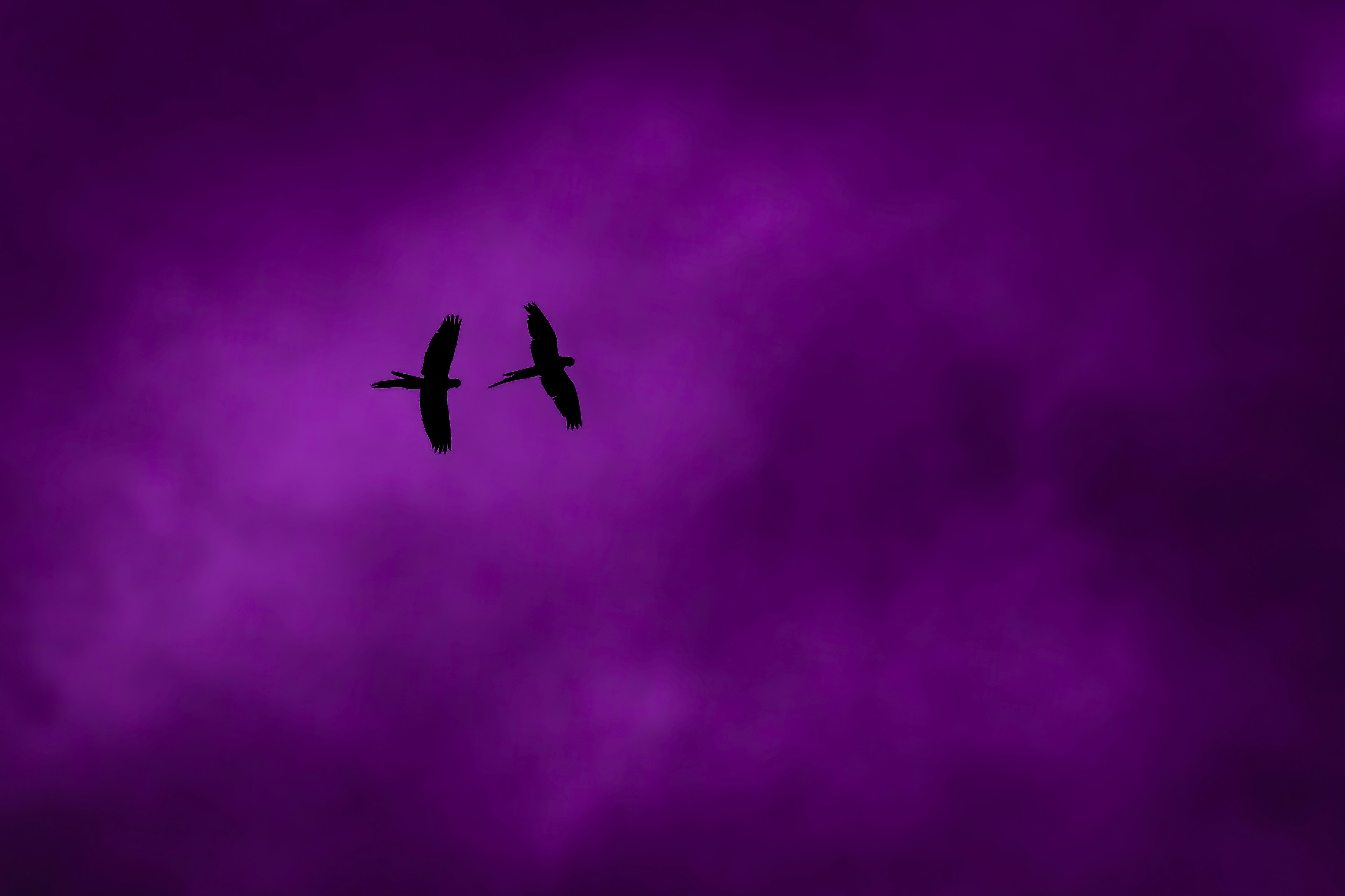 Violet Sky Duet: Silhouetted Birds Crossing a Cloud-Soft Dusk