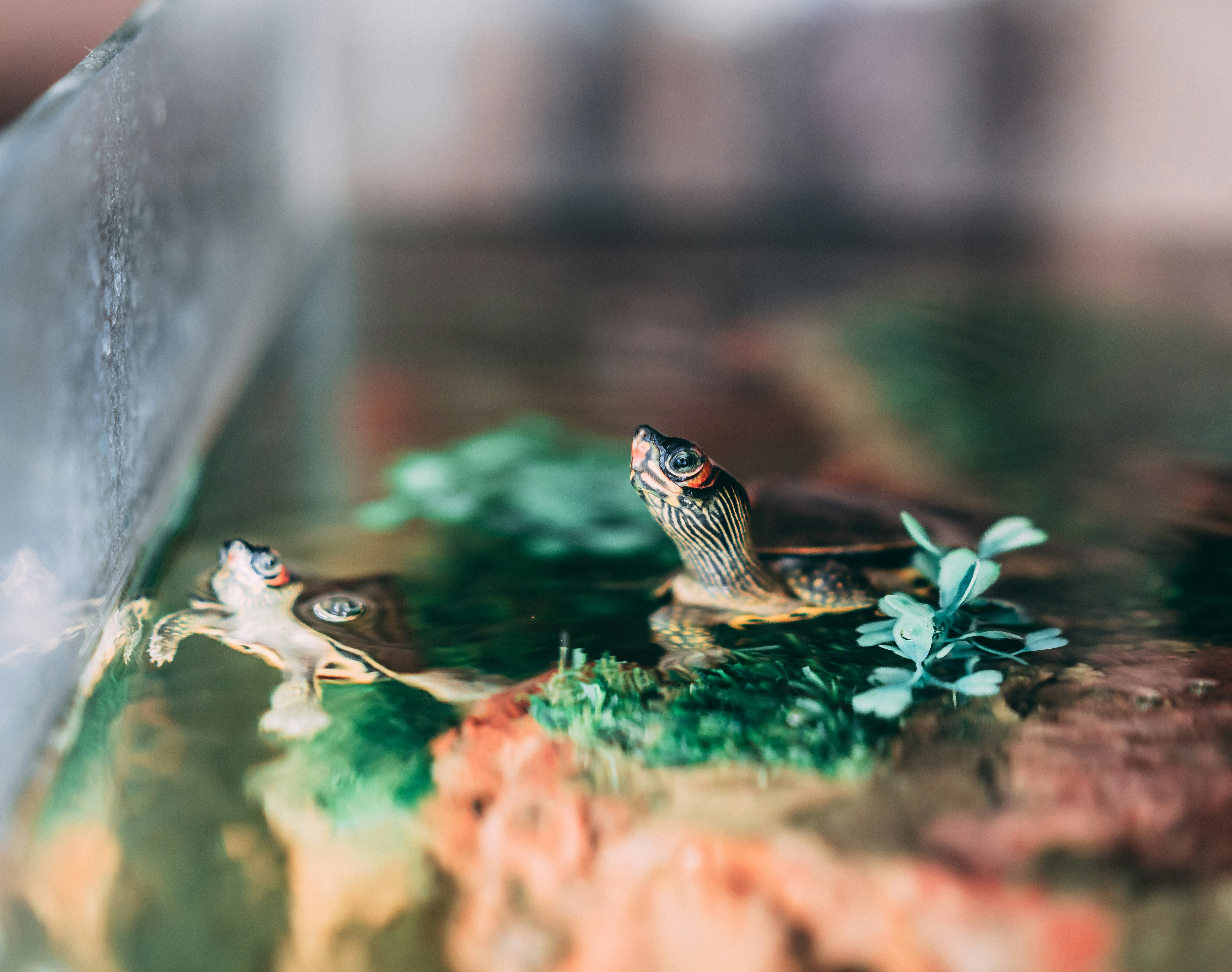 Two turtles swimming in a tranquil aquarium, surrounded by vibrant greenery and natural rock formations.