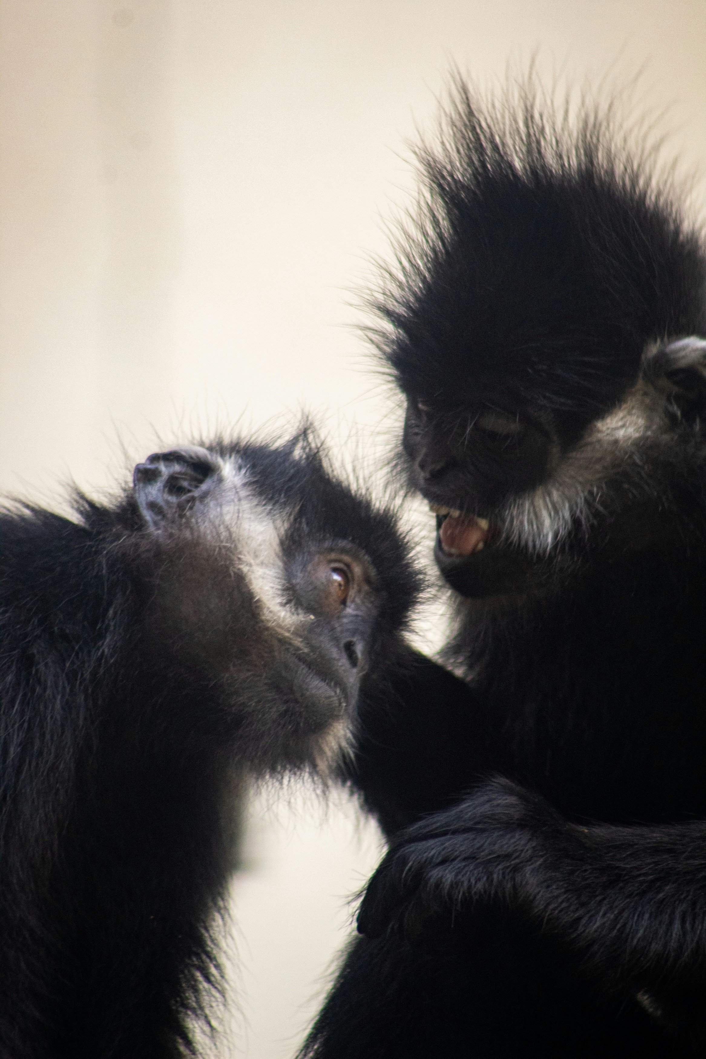 Monky Pictures | Download Free Images & Stock Photos on Unsplash