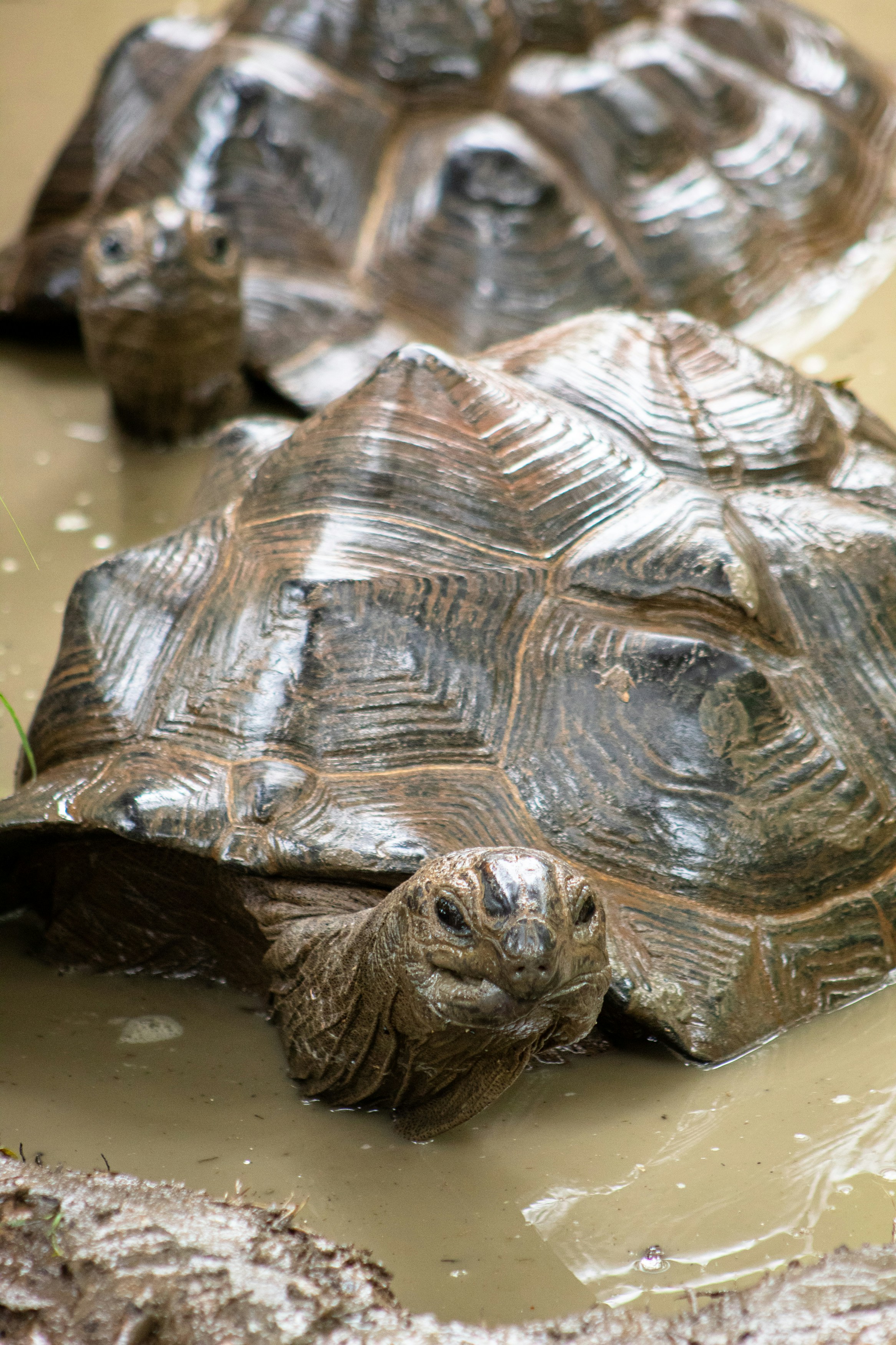Brown turtles on puddle photo – Free Memphis Image on Unsplash