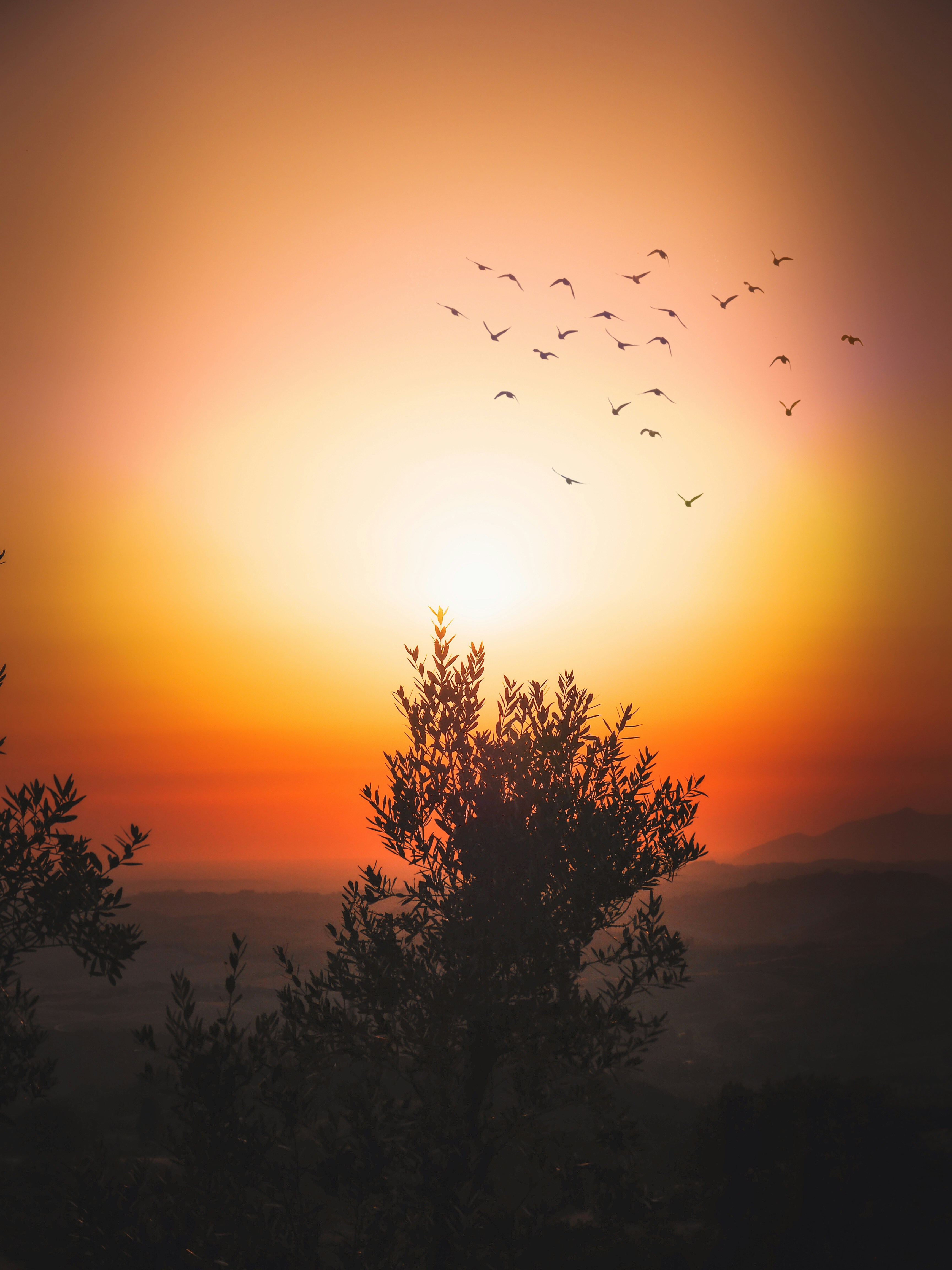 Silhouetted trees frame a vibrant sunset, with birds gracefully flying against a gradient sky. The scene captures the serene transition from day to night.