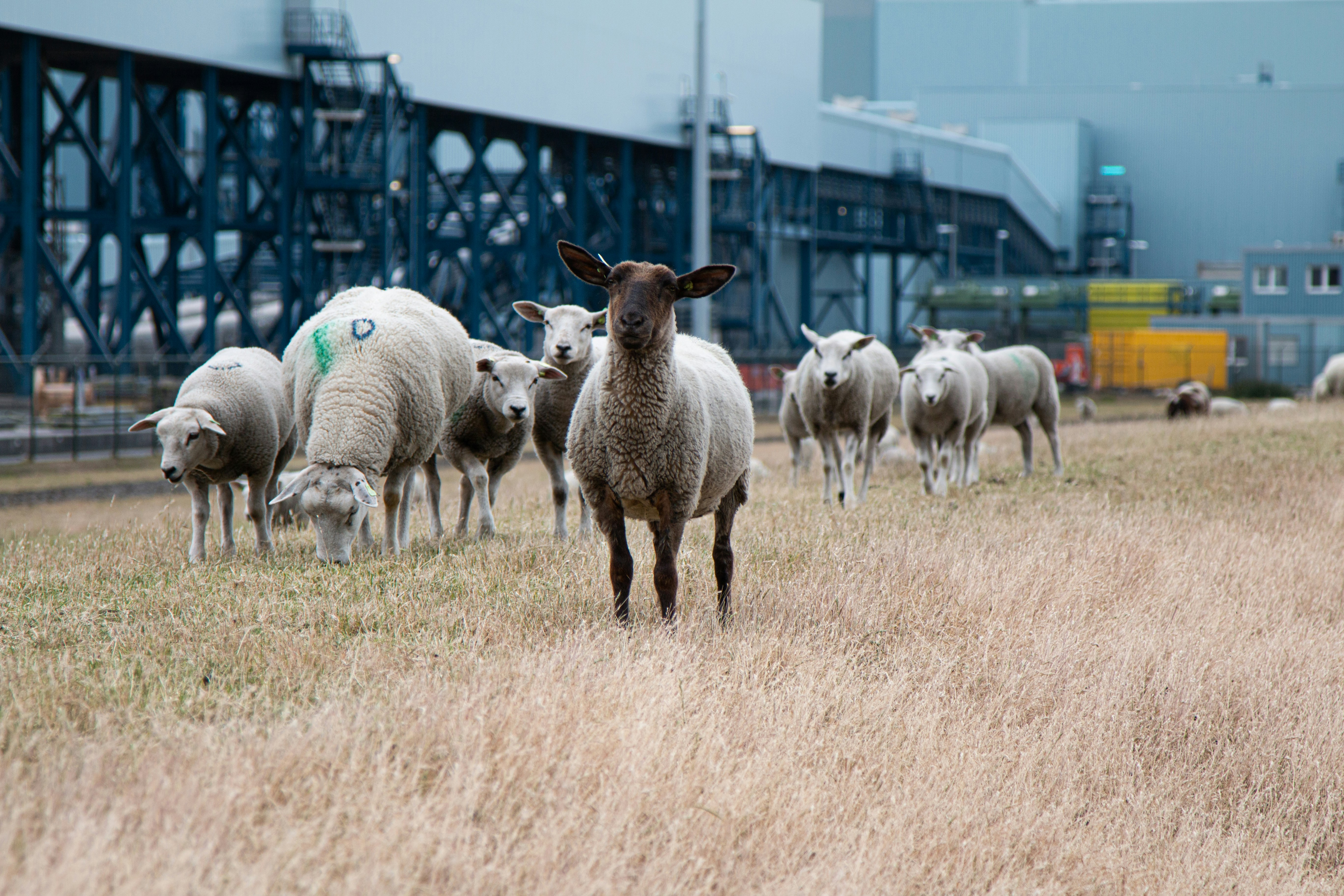 Sheep at a harbour