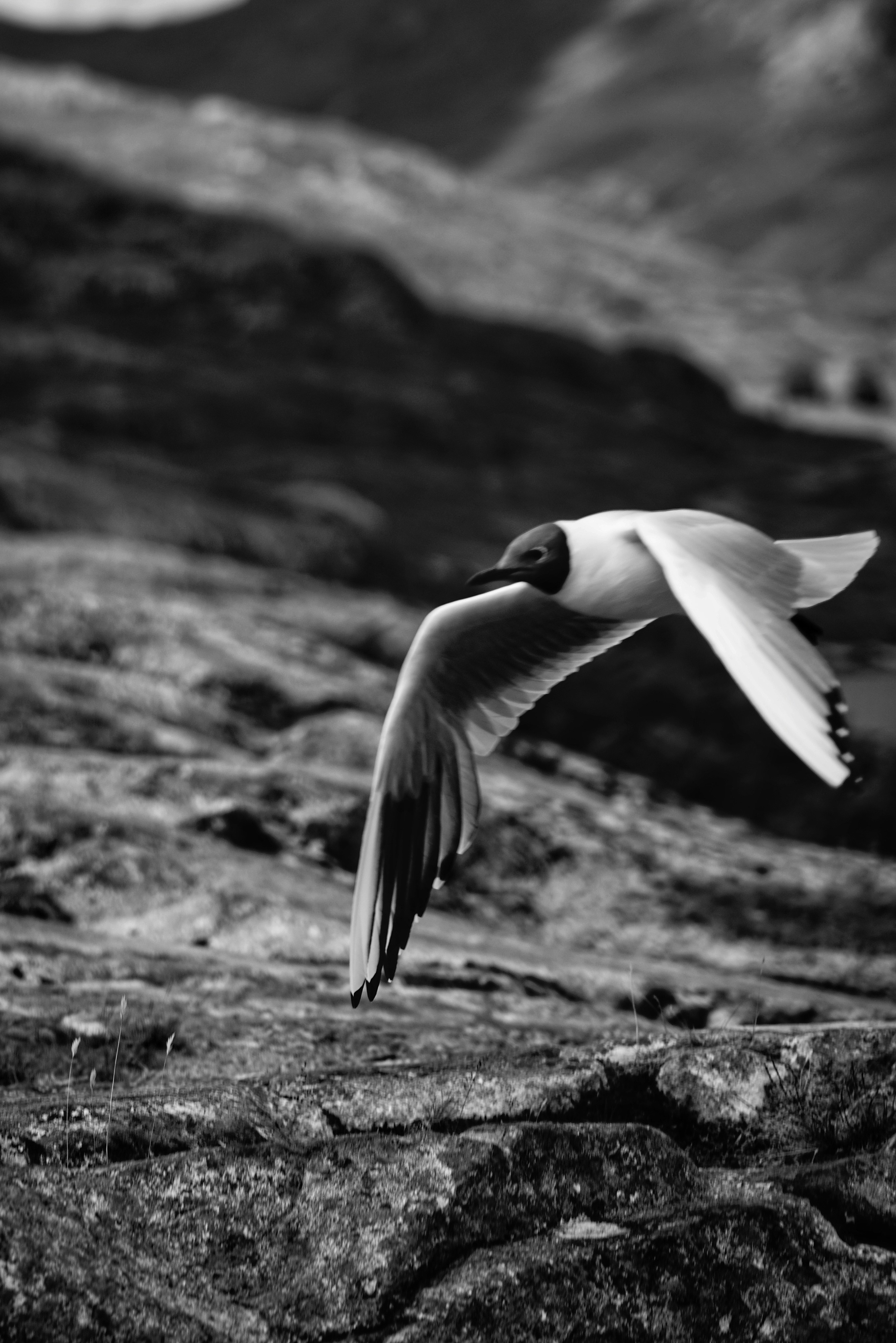 Grayscale photo of flying bird photo – Free Grey Image on Unsplash