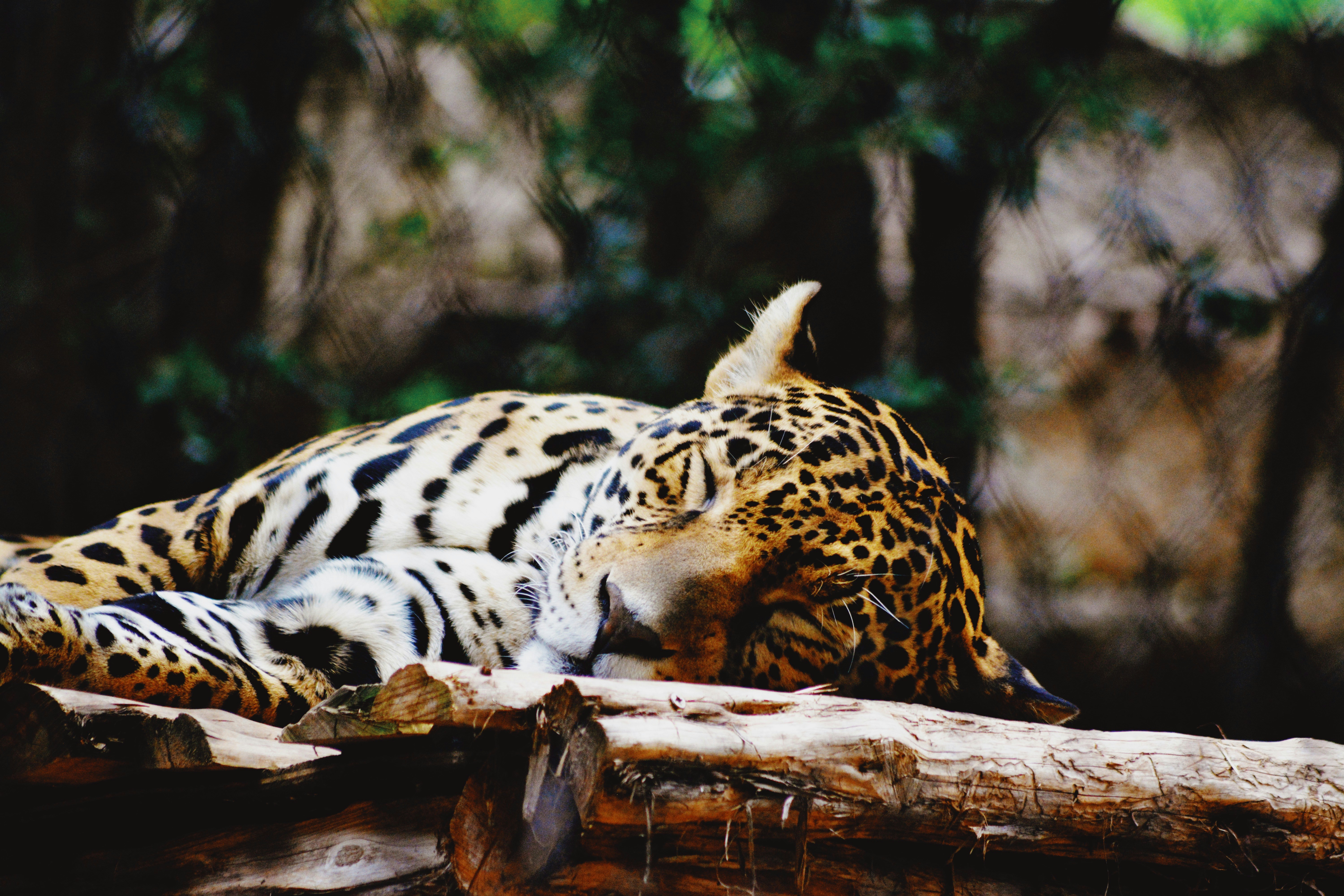 cheetah lying on brown wood
