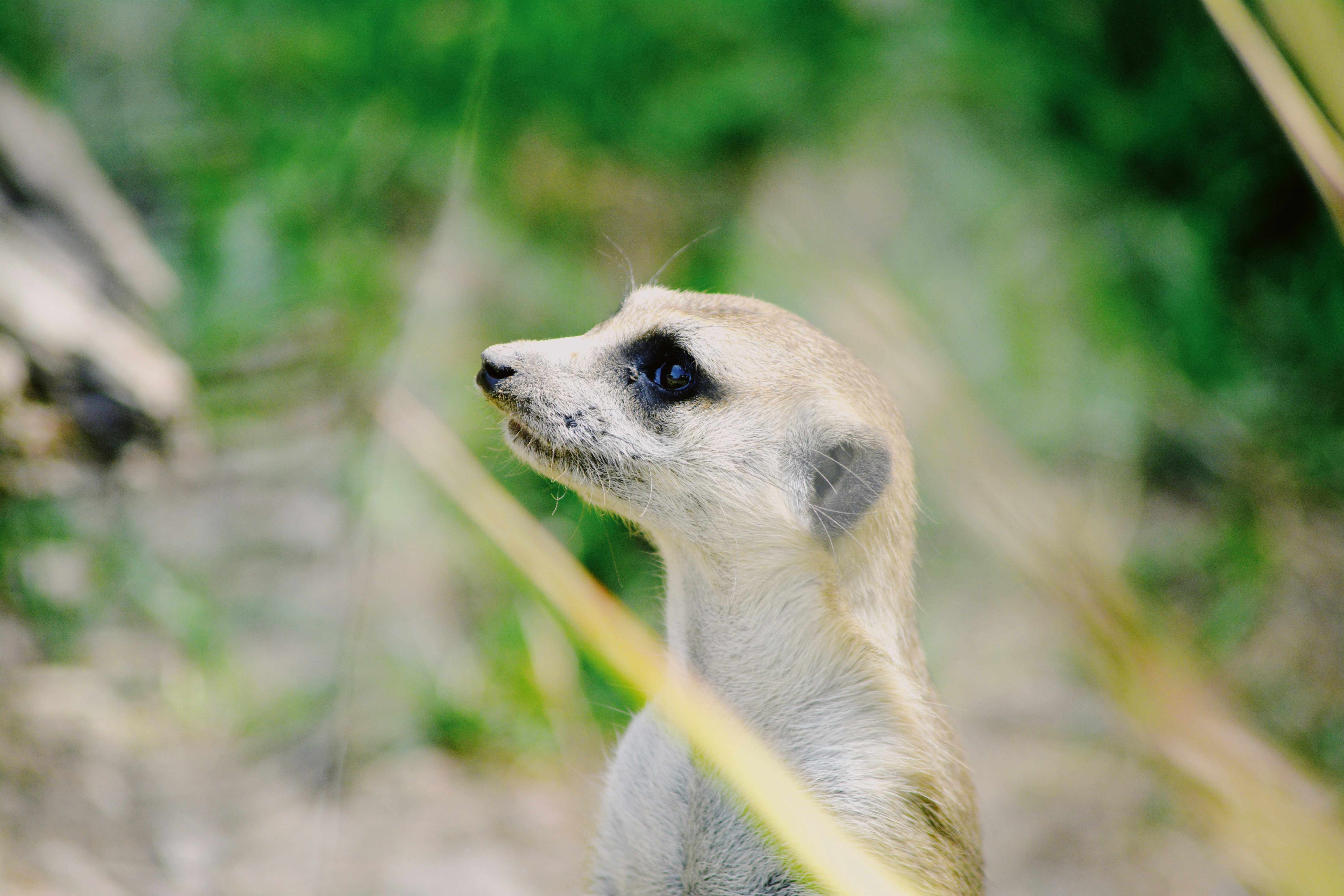 Curious Watcher in Verdant Blur
