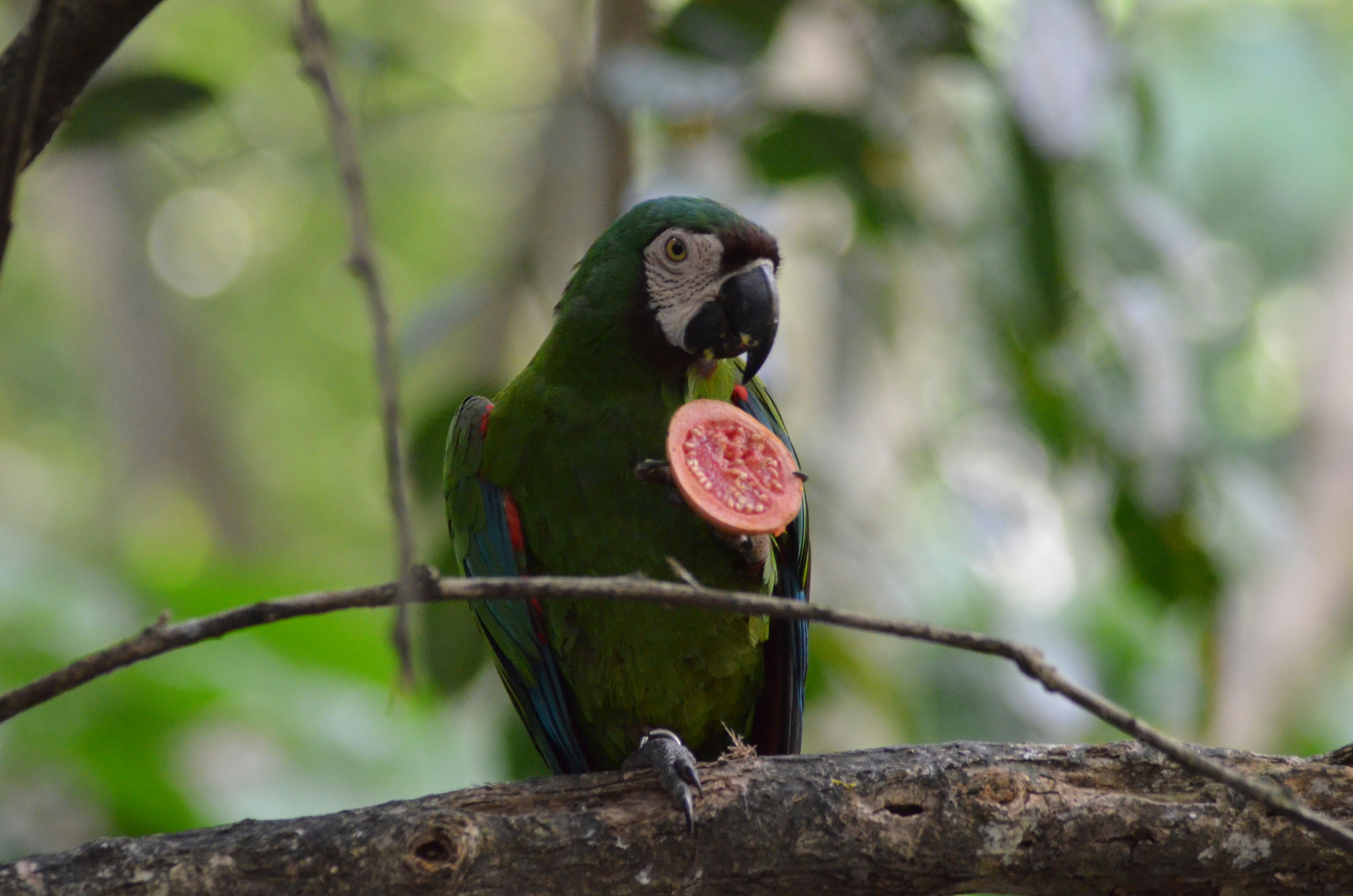 Emerald Macaw Dining on a Fig Slice Amid Soft Foliage