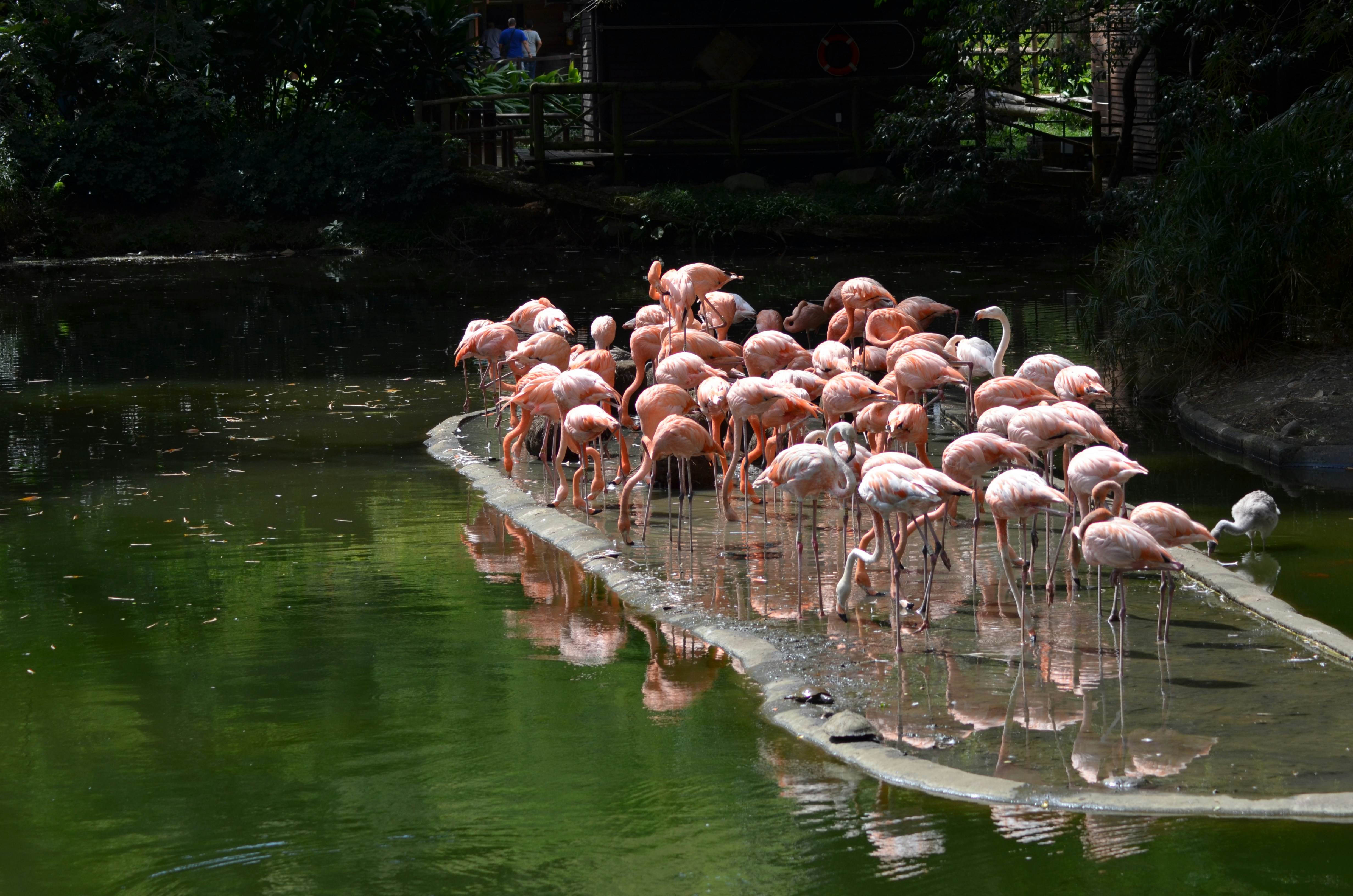 flock of pink flamingo during daytime