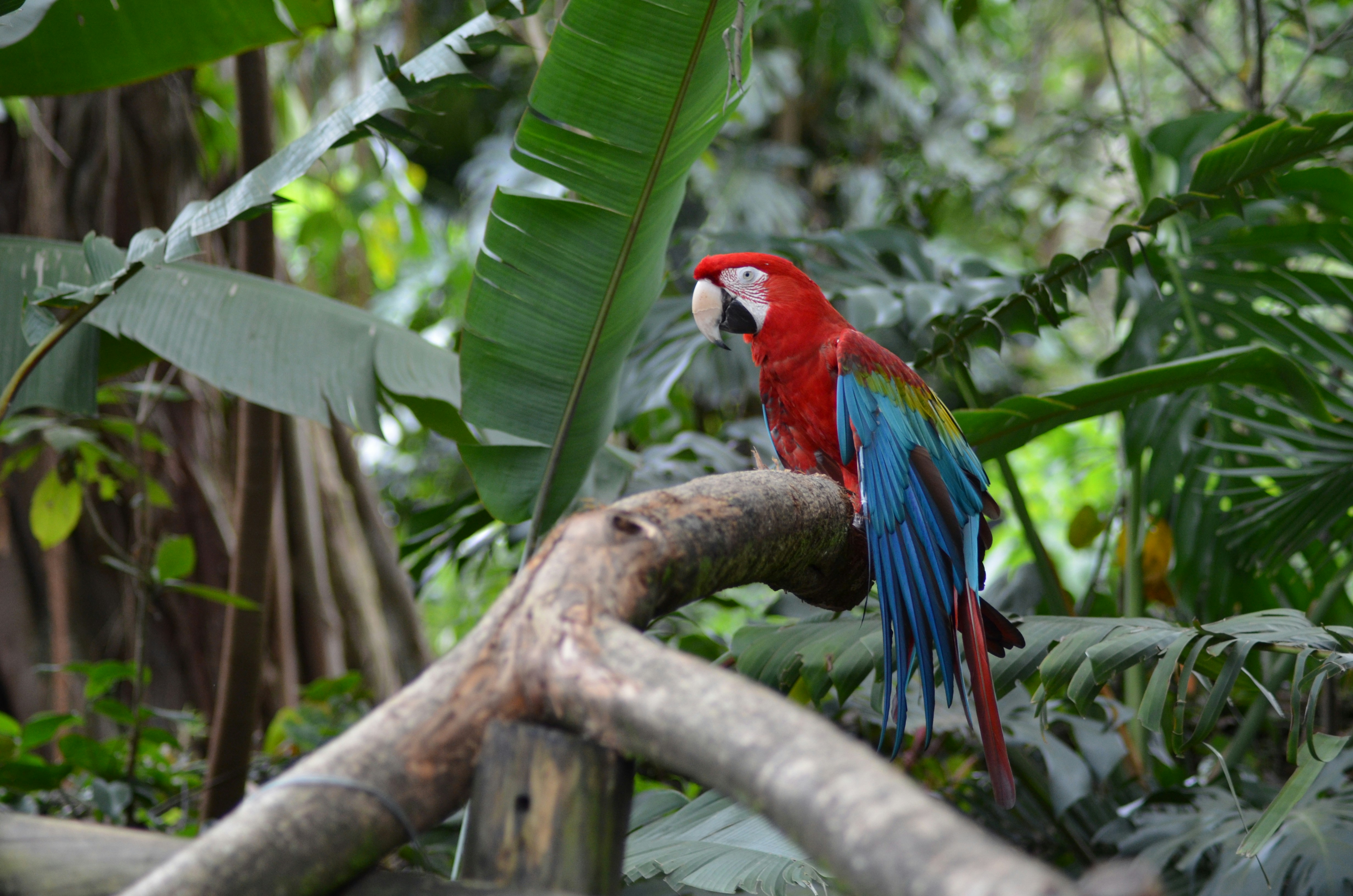Scarlet Macaw on branch photo – Free Zoológico de cali Image on Unsplash
