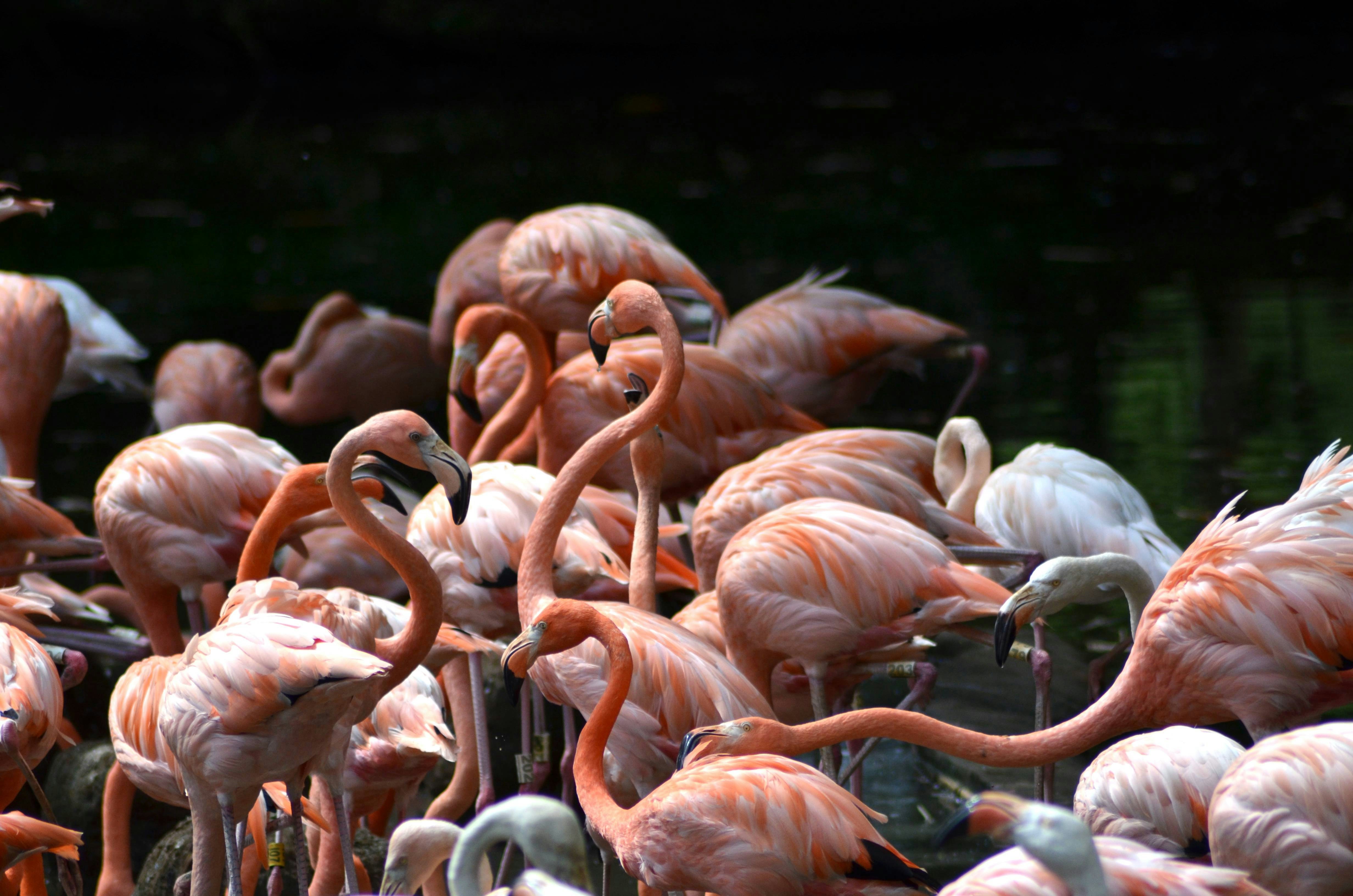A vibrant cluster of flamingos wading in shallow water, showcasing their elegant necks and soft pink plumage against a dark backdrop.