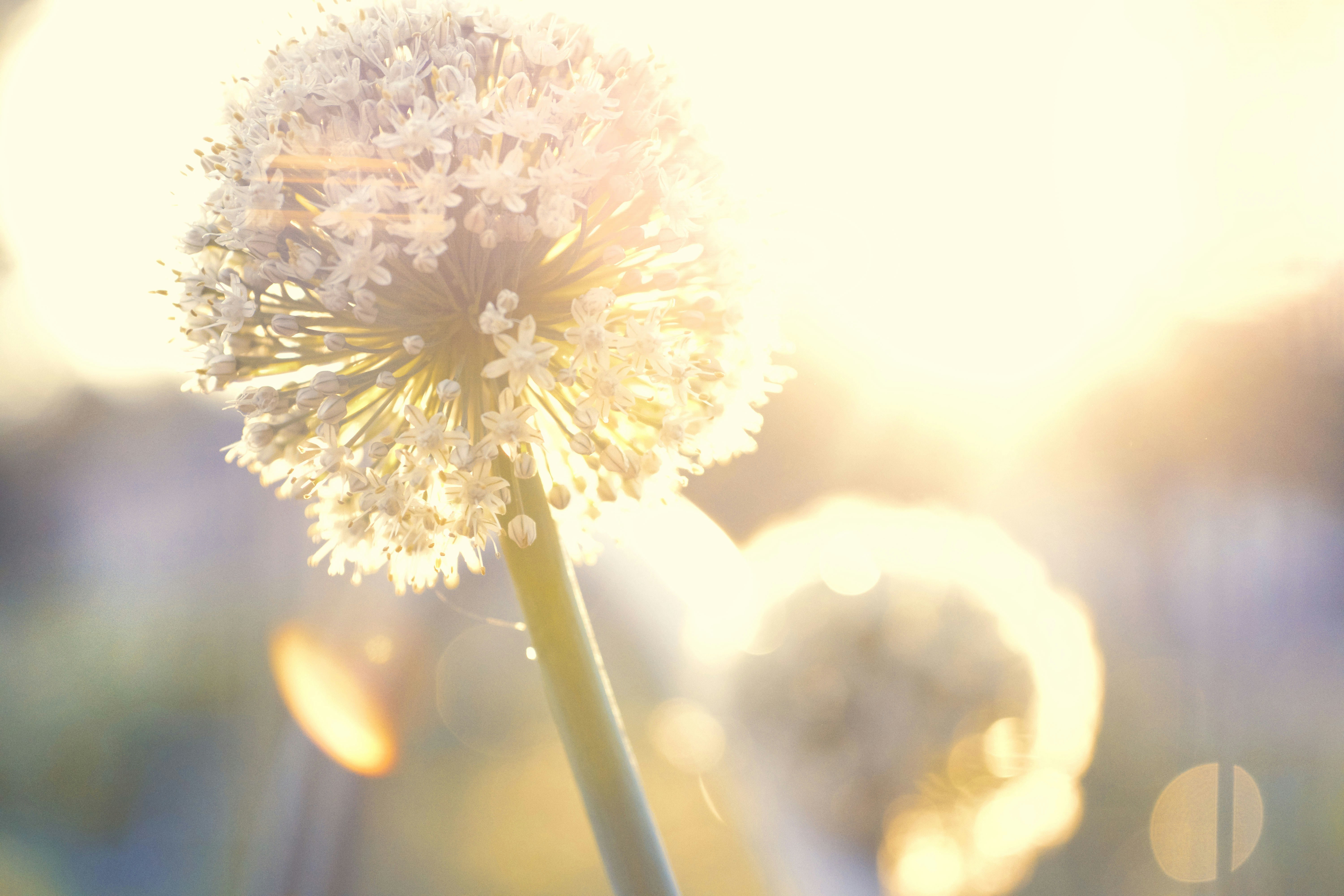White cluster flower photo – Free Sheridan Image on Unsplash