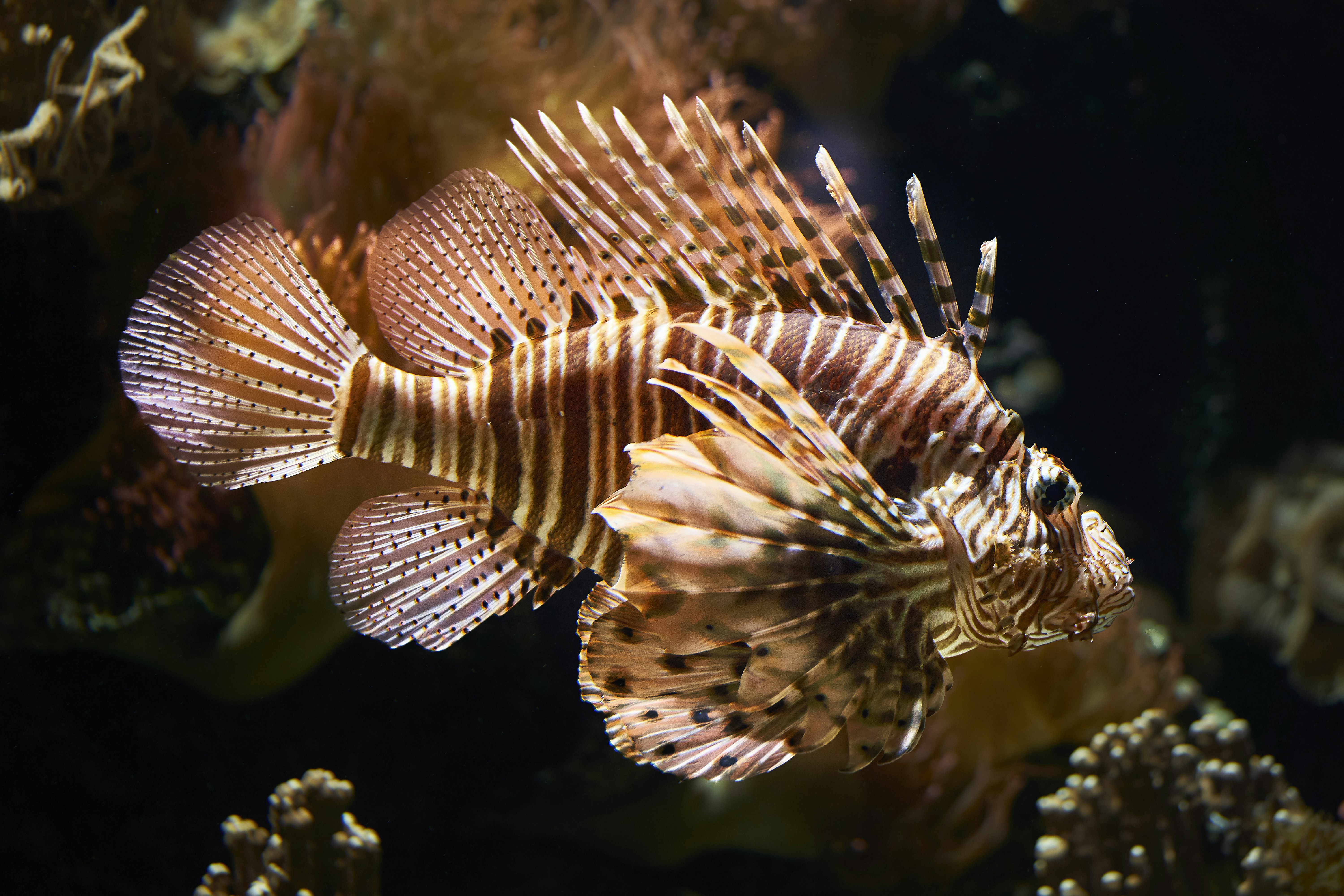 Lion Fish Pictures | Download Free Images on Unsplash
