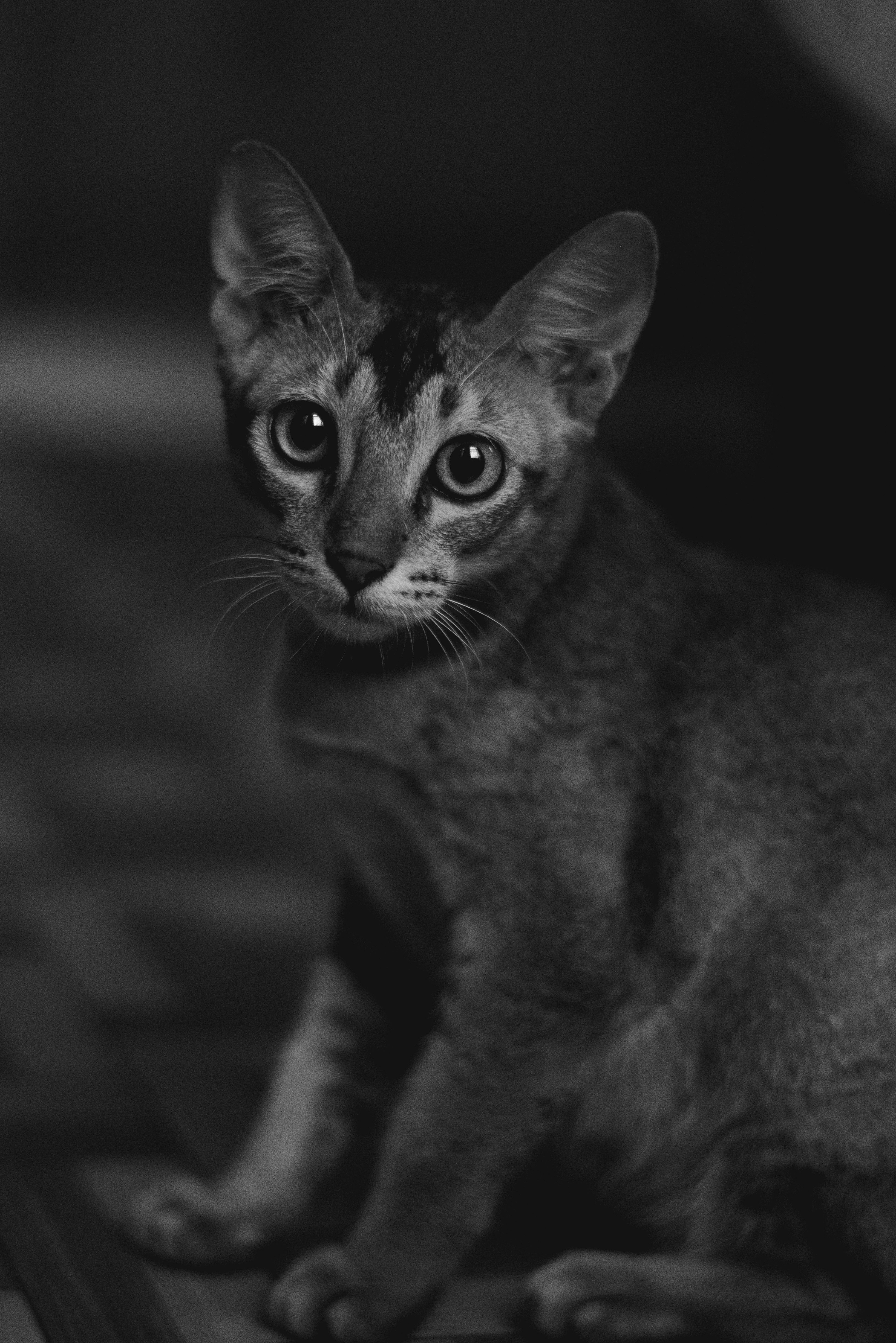 Grayscale photography of cat photo – Free Cat Image on Unsplash