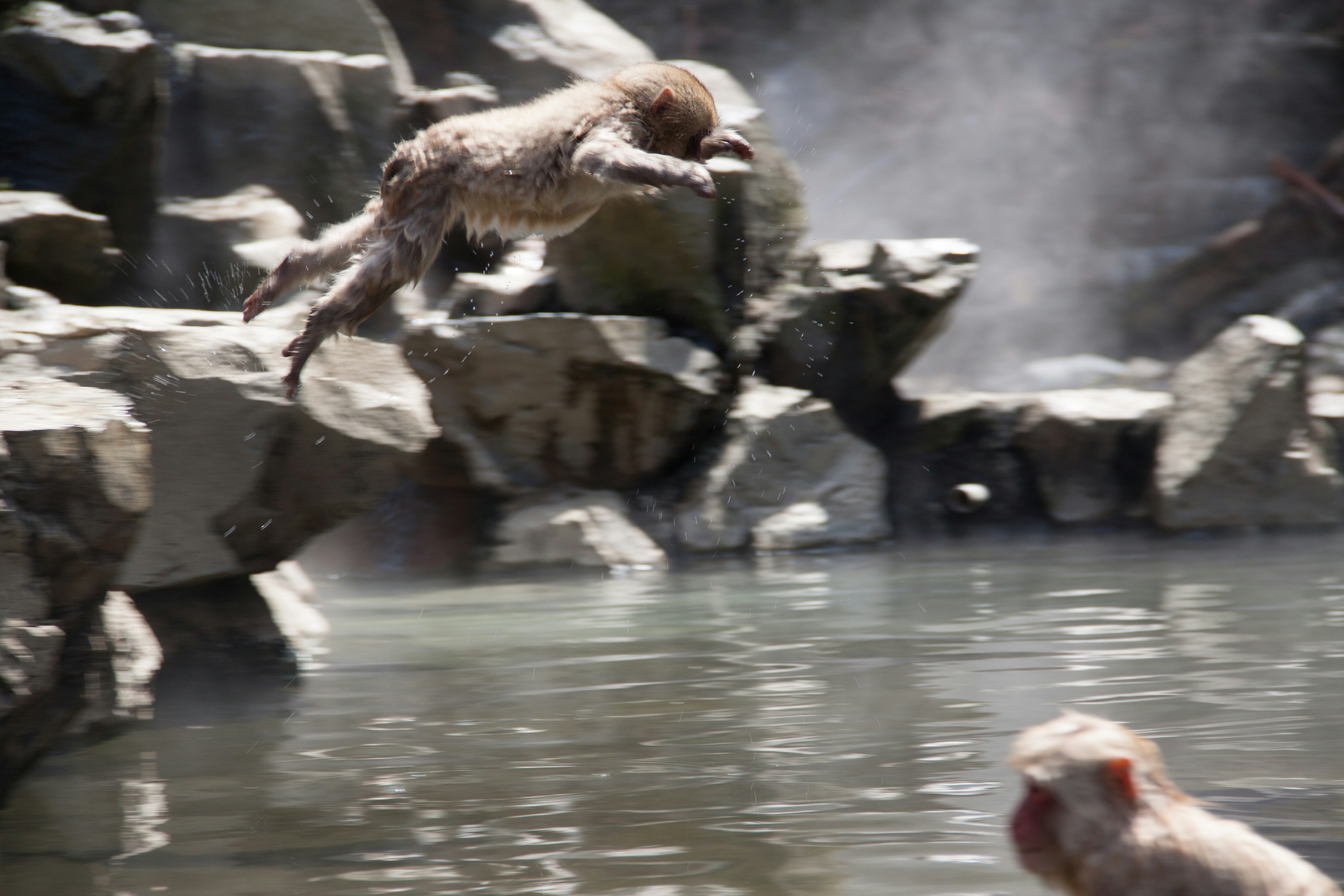 A monkey leaps gracefully from a rock into a serene hot spring, with another monkey observing nearby. The scene captures a moment of playful exploration.