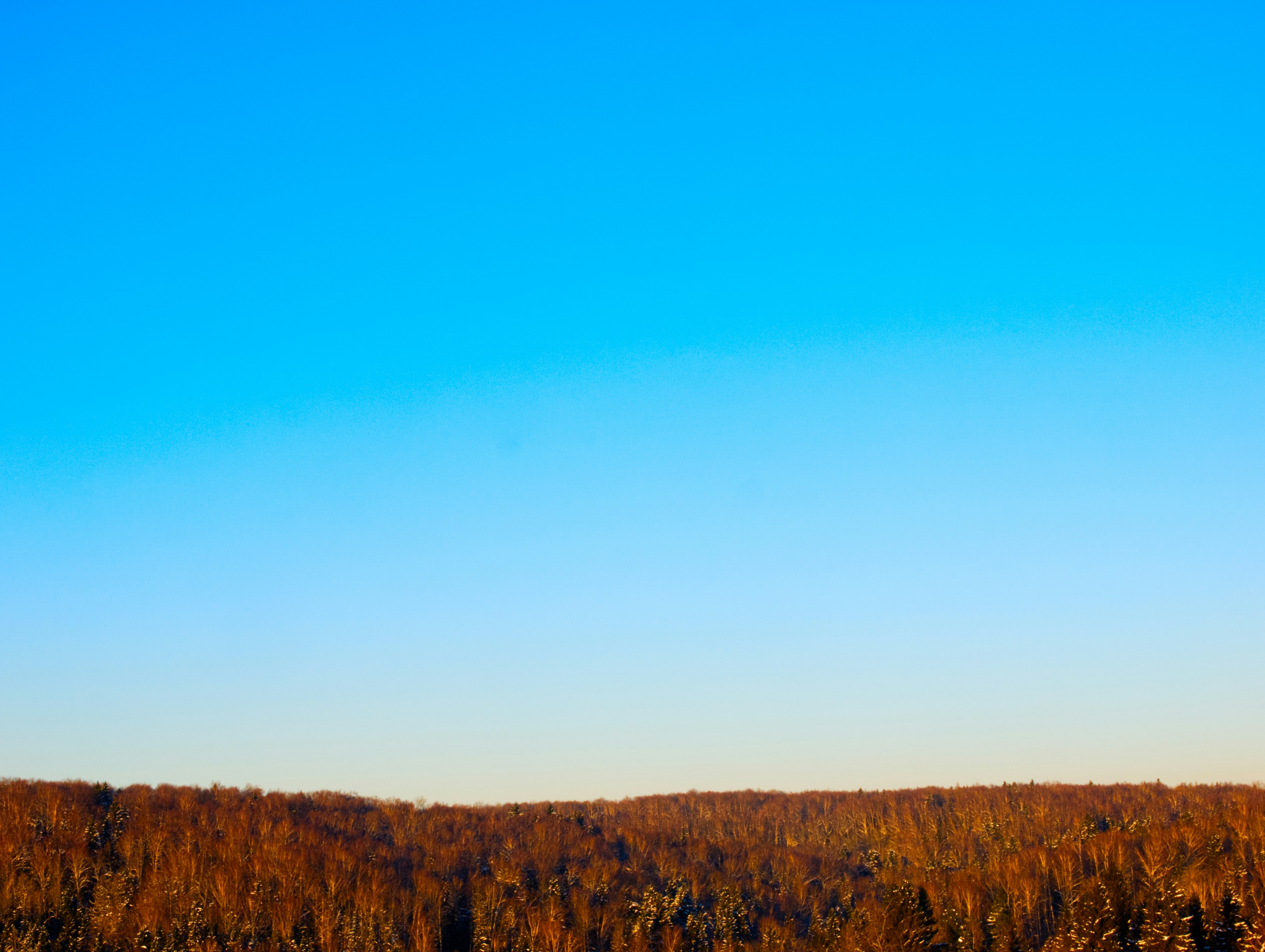 Golden field toward the horizon contrasts with a crisp blue sky, capturing a quiet, expansive rural scene.