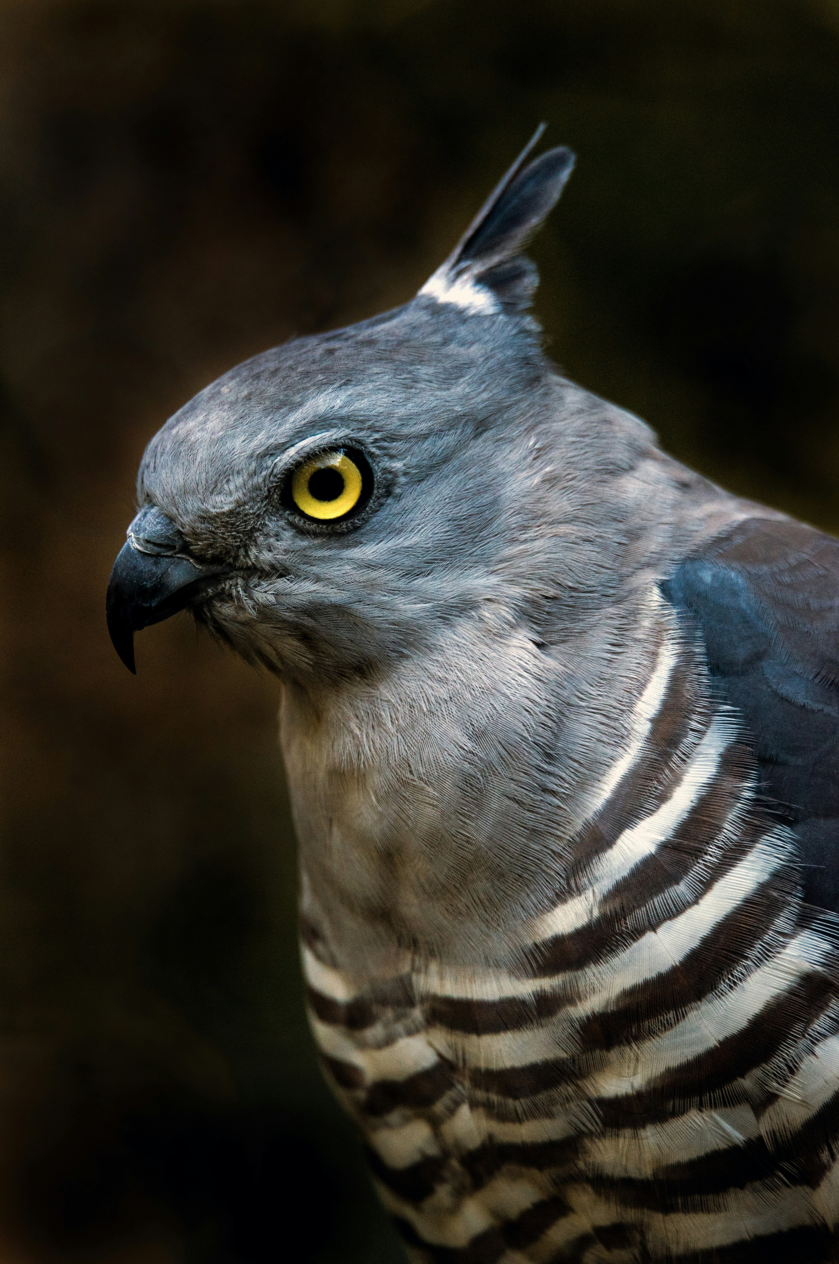 Piercing Gaze: A Crested Pigeon Portrait in Steel-Blue Stripes
