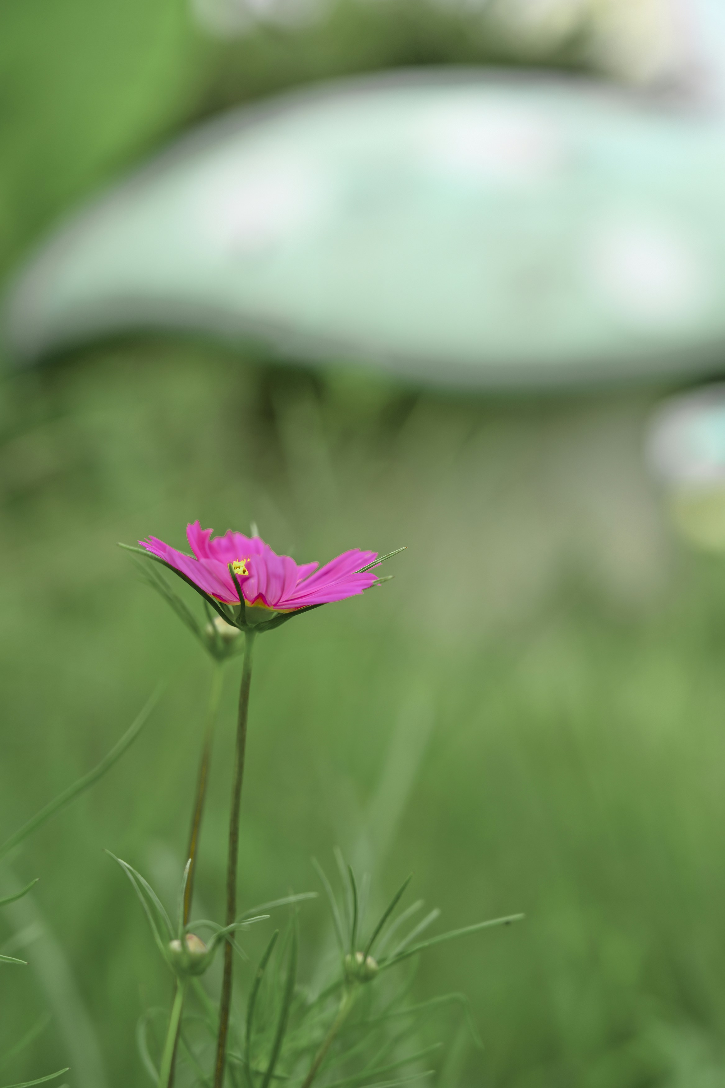 A vibrant pink flower stands tall amidst a soft-focus green backdrop, symbolizing beauty and resilience in nature.