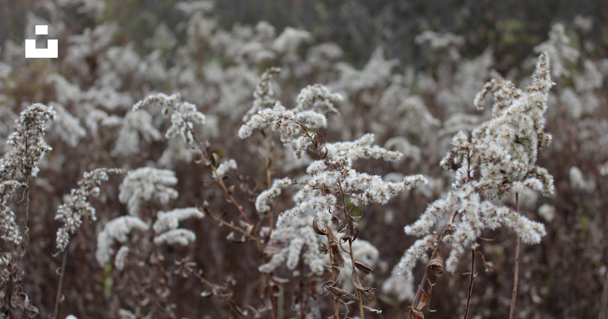 Foto Planta De Hojas Verdes Con Flores Blancas Imagen Gris Gratis En