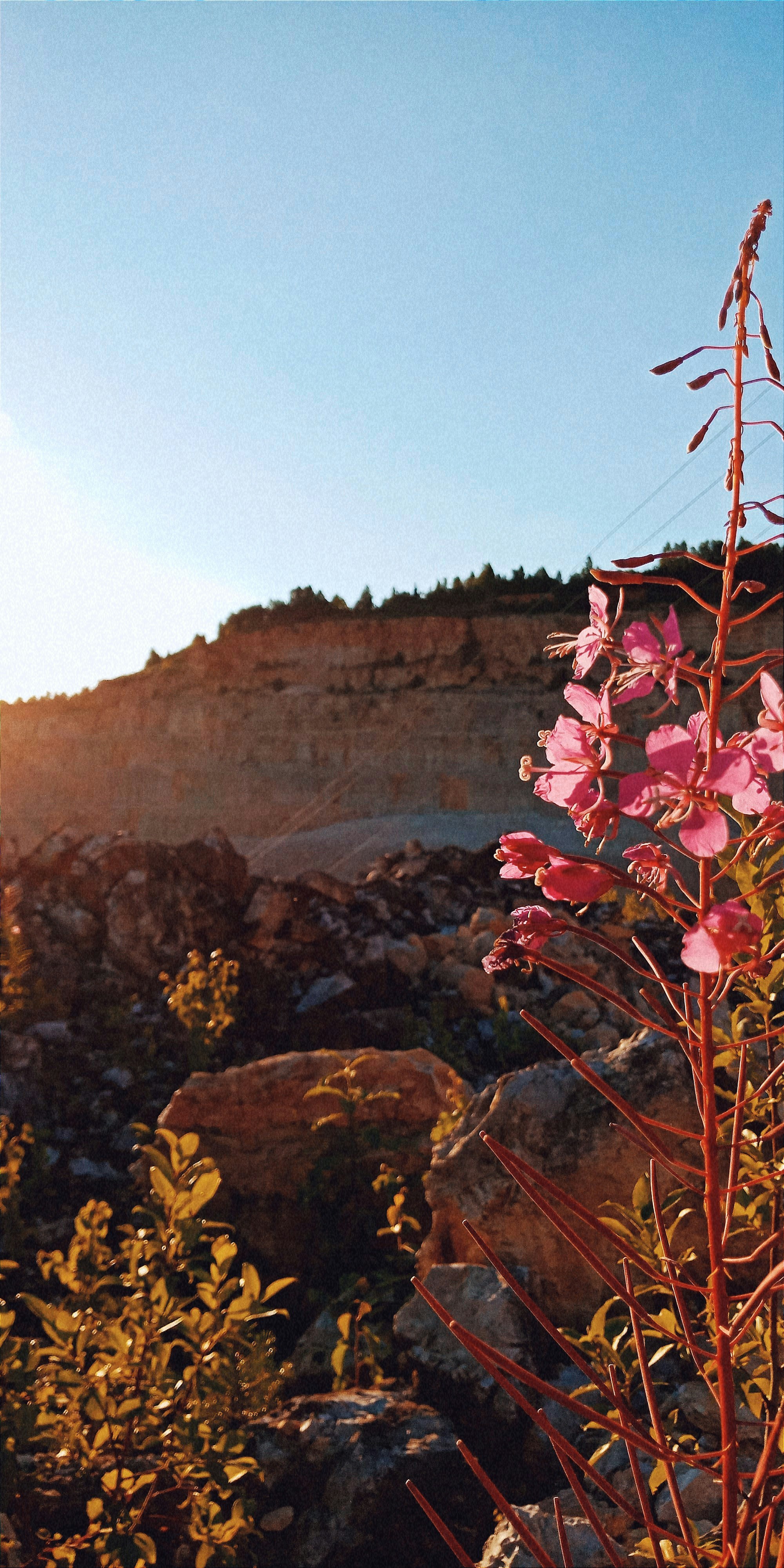 Vibrant pink flowers stand tall against a rugged landscape, showcasing nature's beauty amid rocky terrain under a clear blue sky.