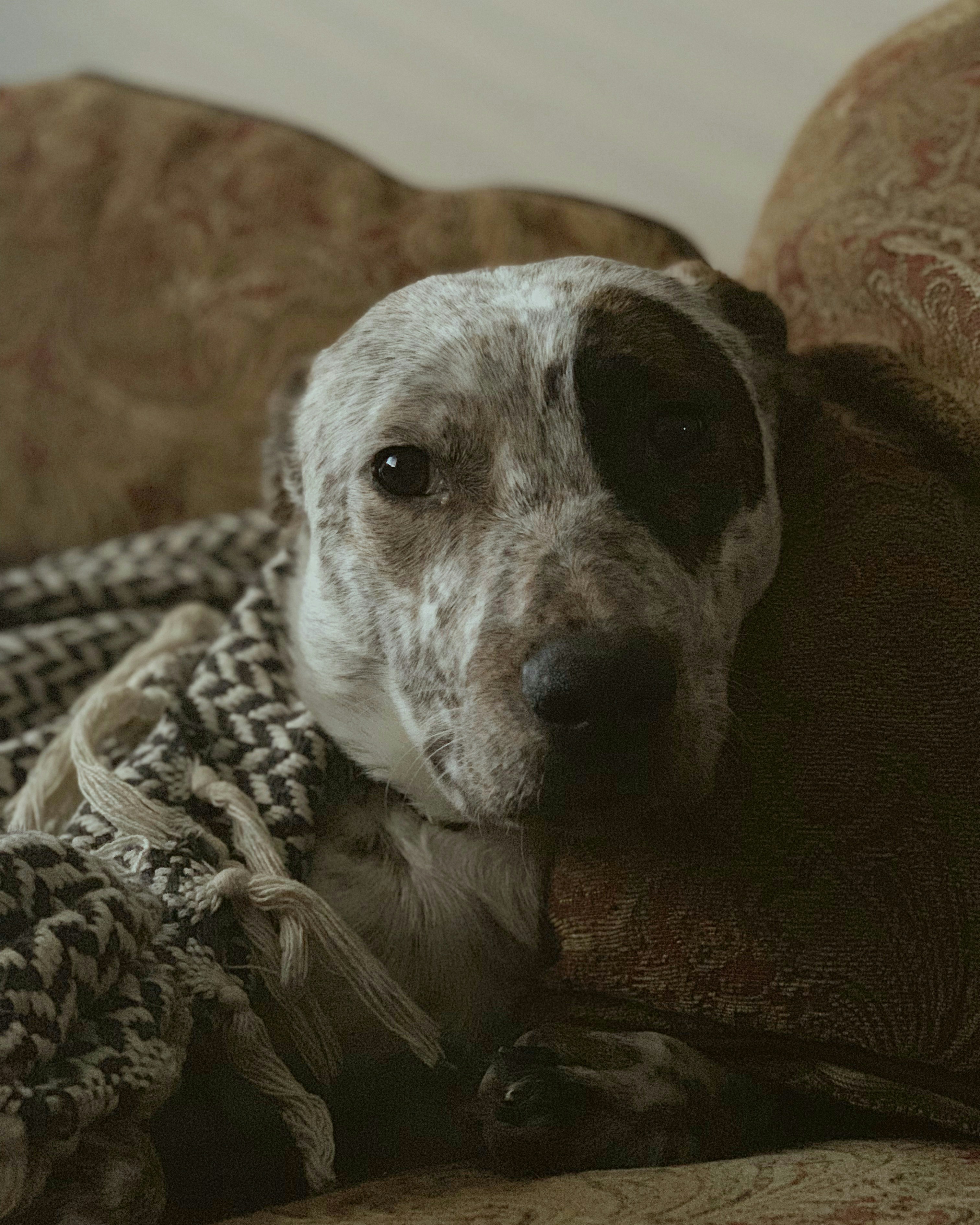 A dog wrapped in a patterned blanket, resting comfortably on a couch, exuding warmth and tranquility.