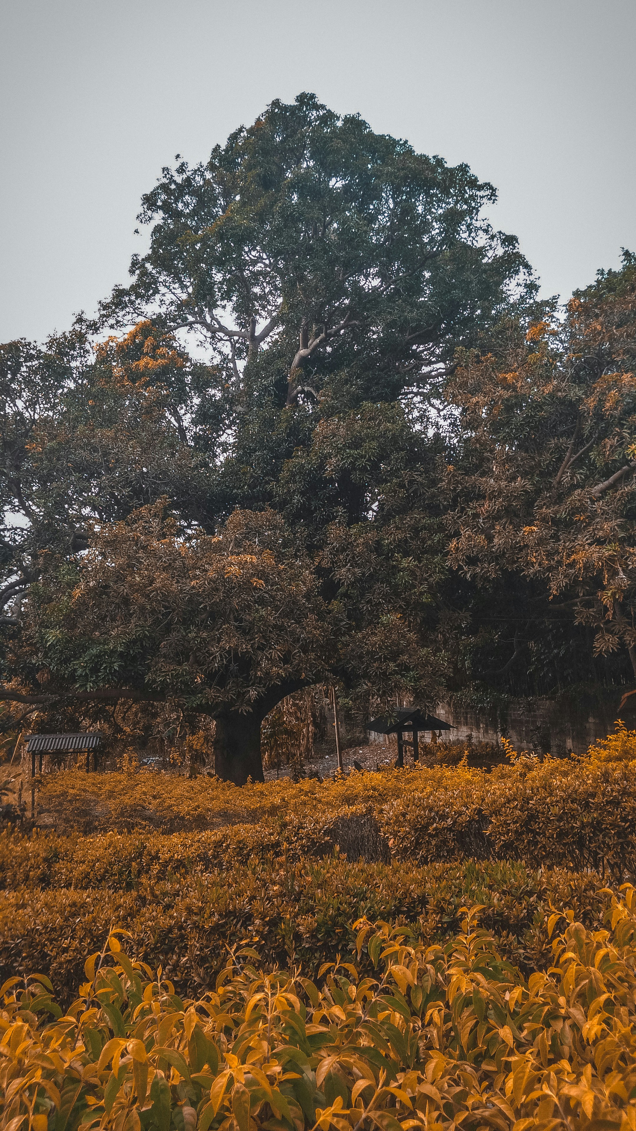 Trees And Grass Pictures | Download Free Images on Unsplash